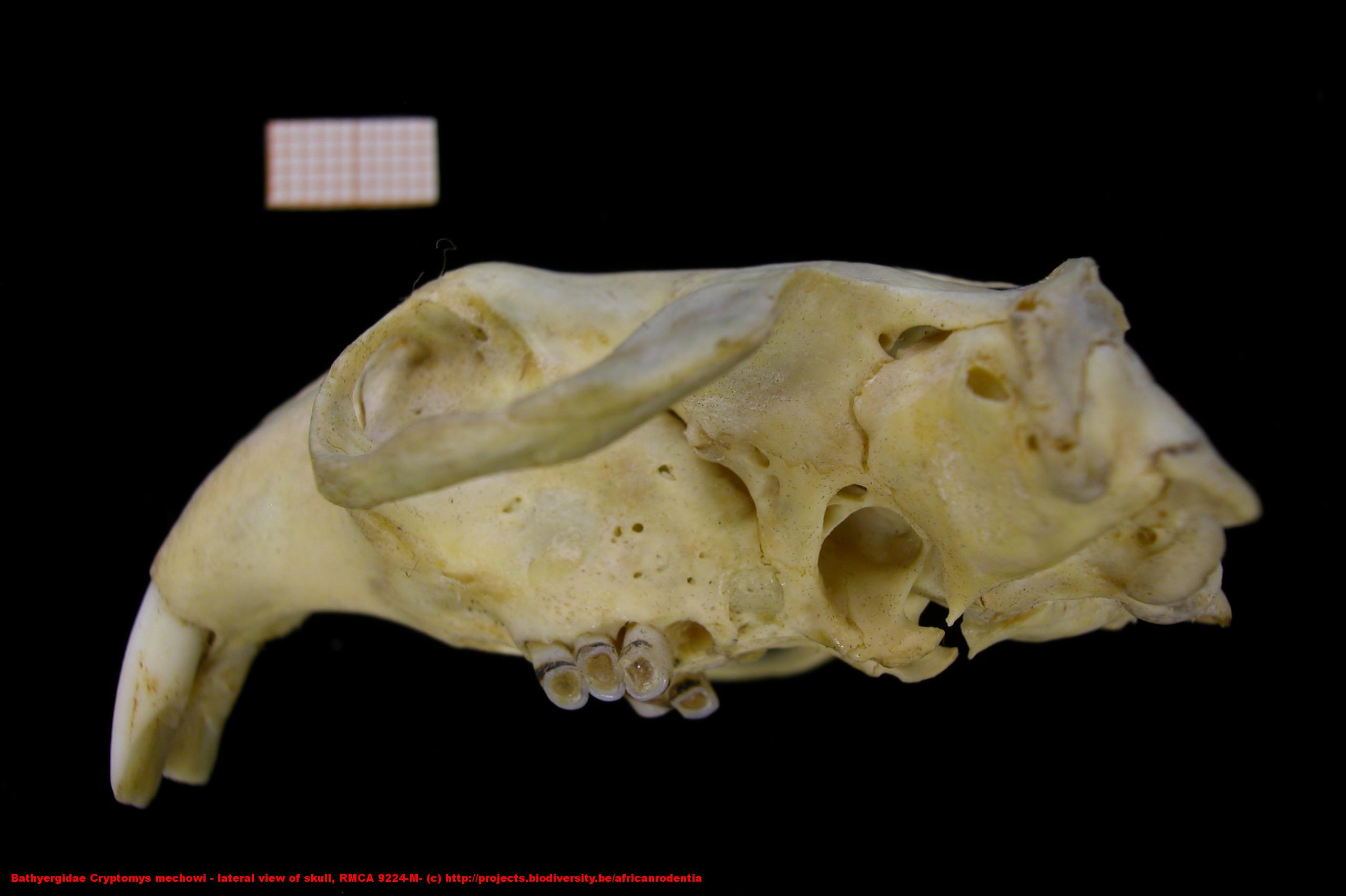 Bathyergidae ›› Cryptomys mechowi - lateral view of skull, RMCA 9224-M ...