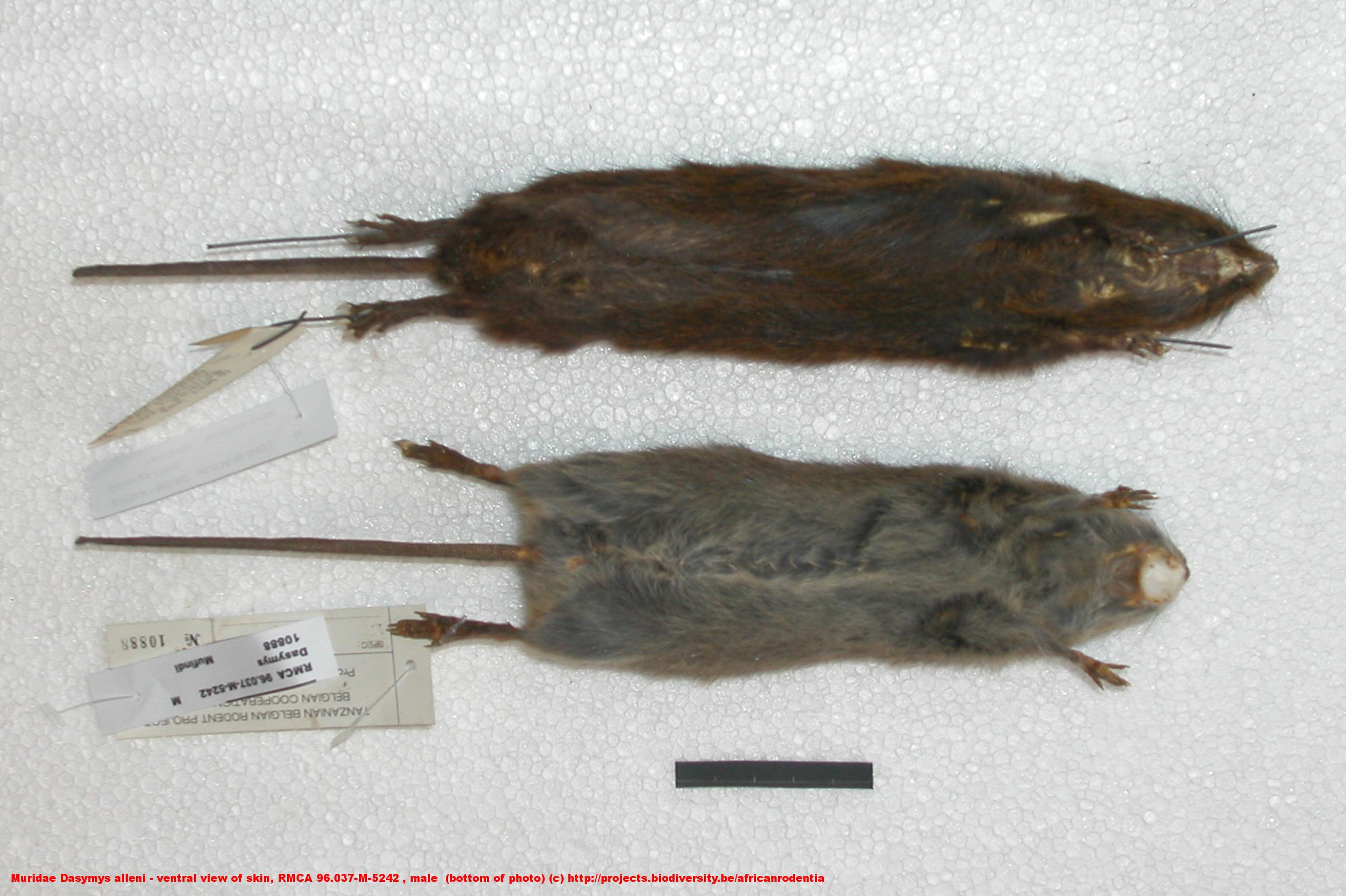 Muridae ›› Dasymys alleni - ventral view of skin, RMCA 96.037-M-5242 ...