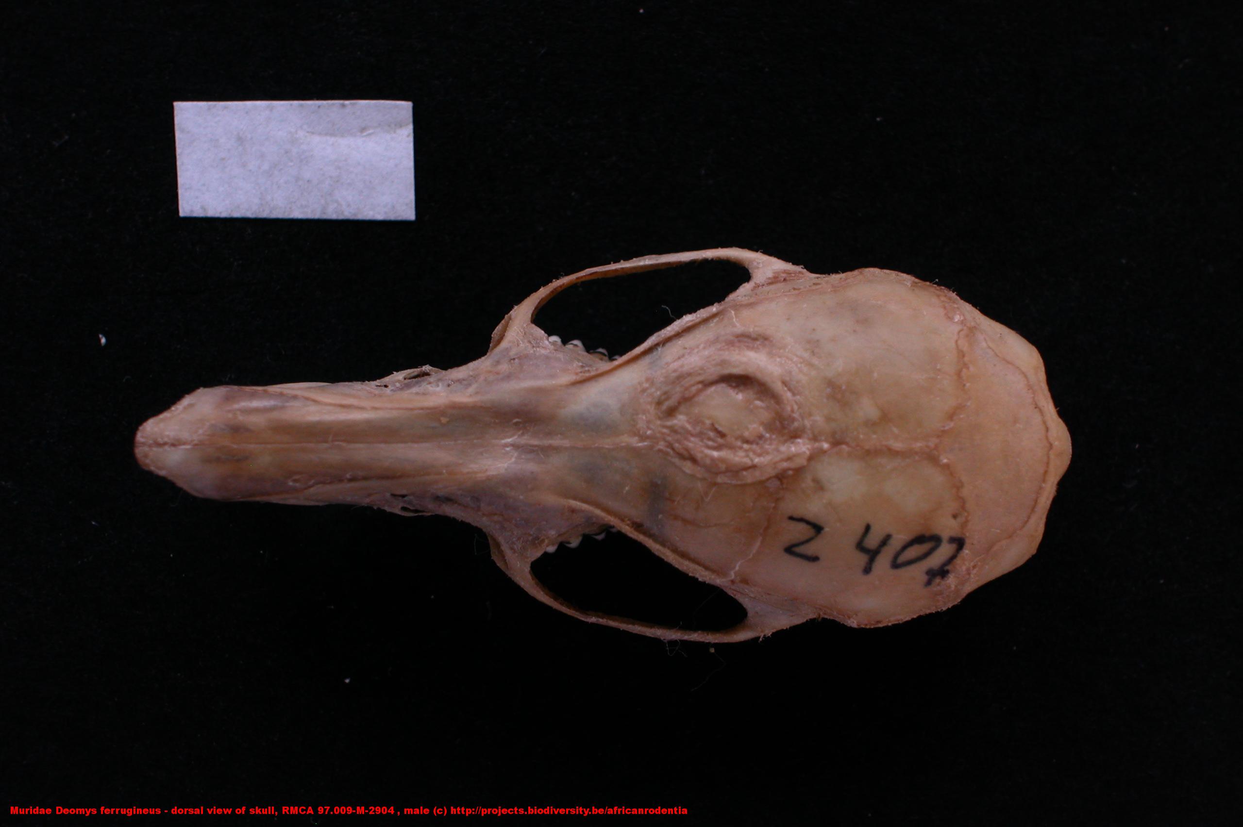Muridae ›› Deomys ferrugineus - dorsal view of skull, RMCA 97.009-M ...