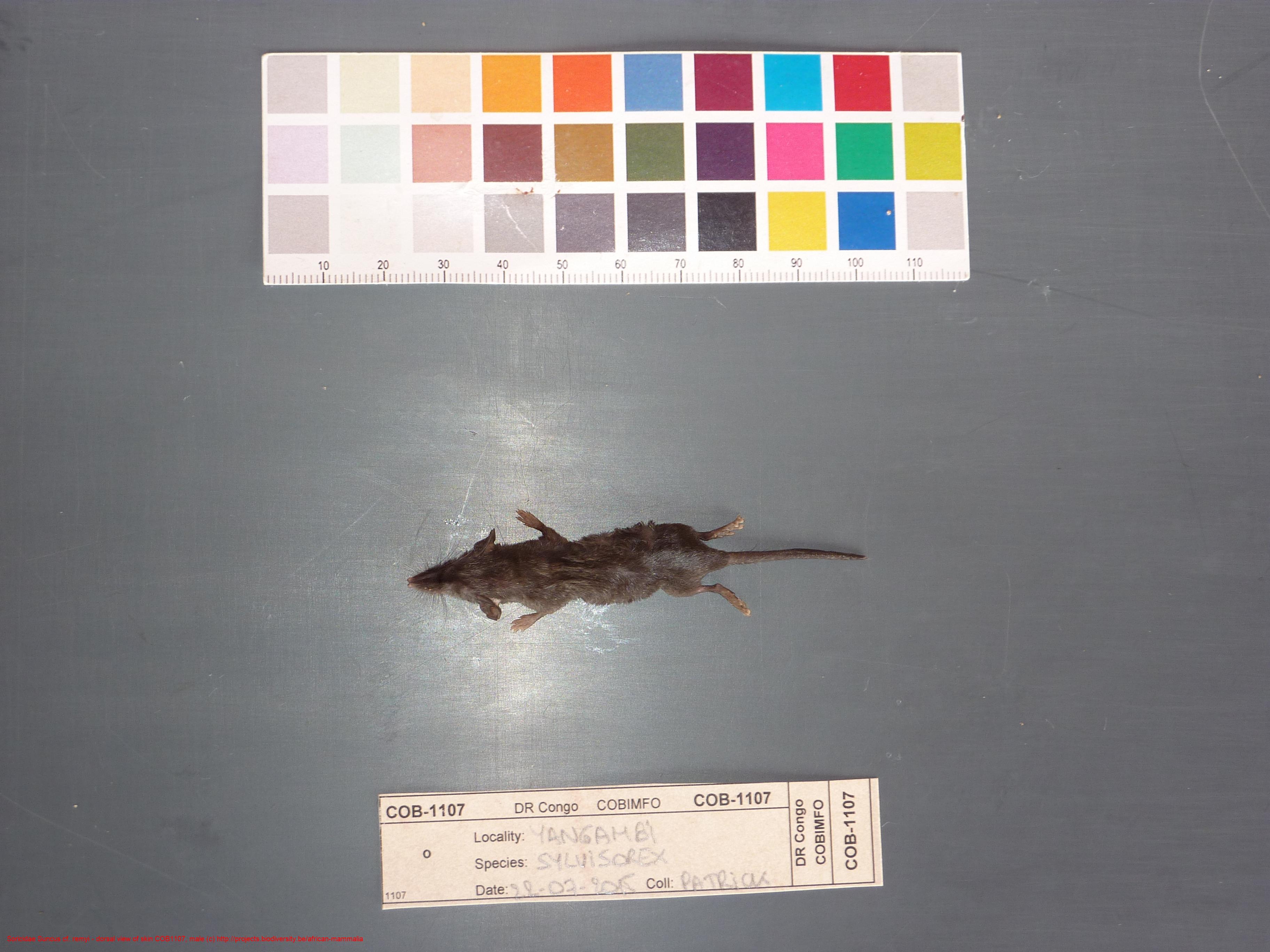 Soricidae ›› Suncus cf. remyi - dorsal view of skin, None , male View ...