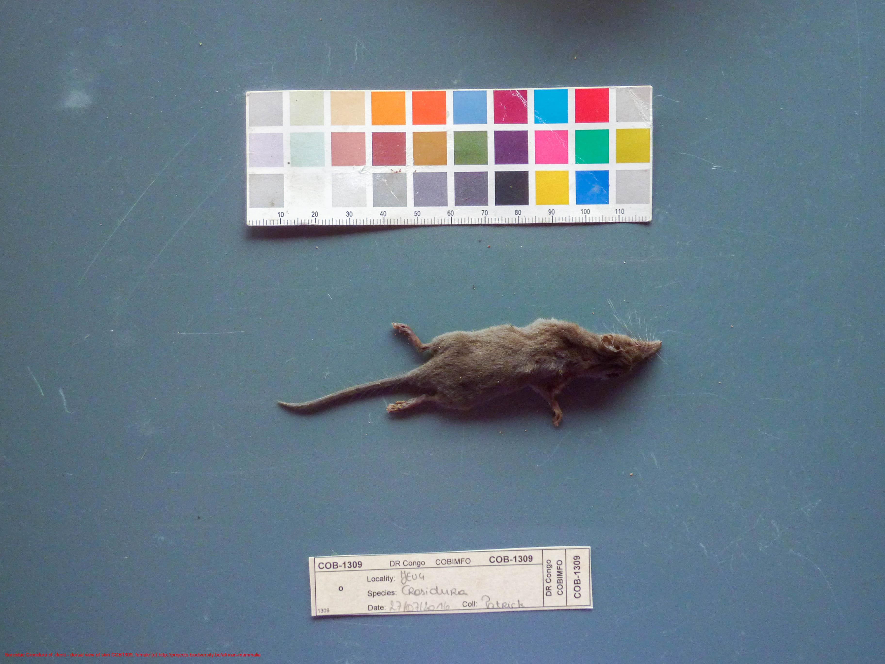 Soricidae ›› Crocidura cf. denti - dorsal view of skin, None , female ...