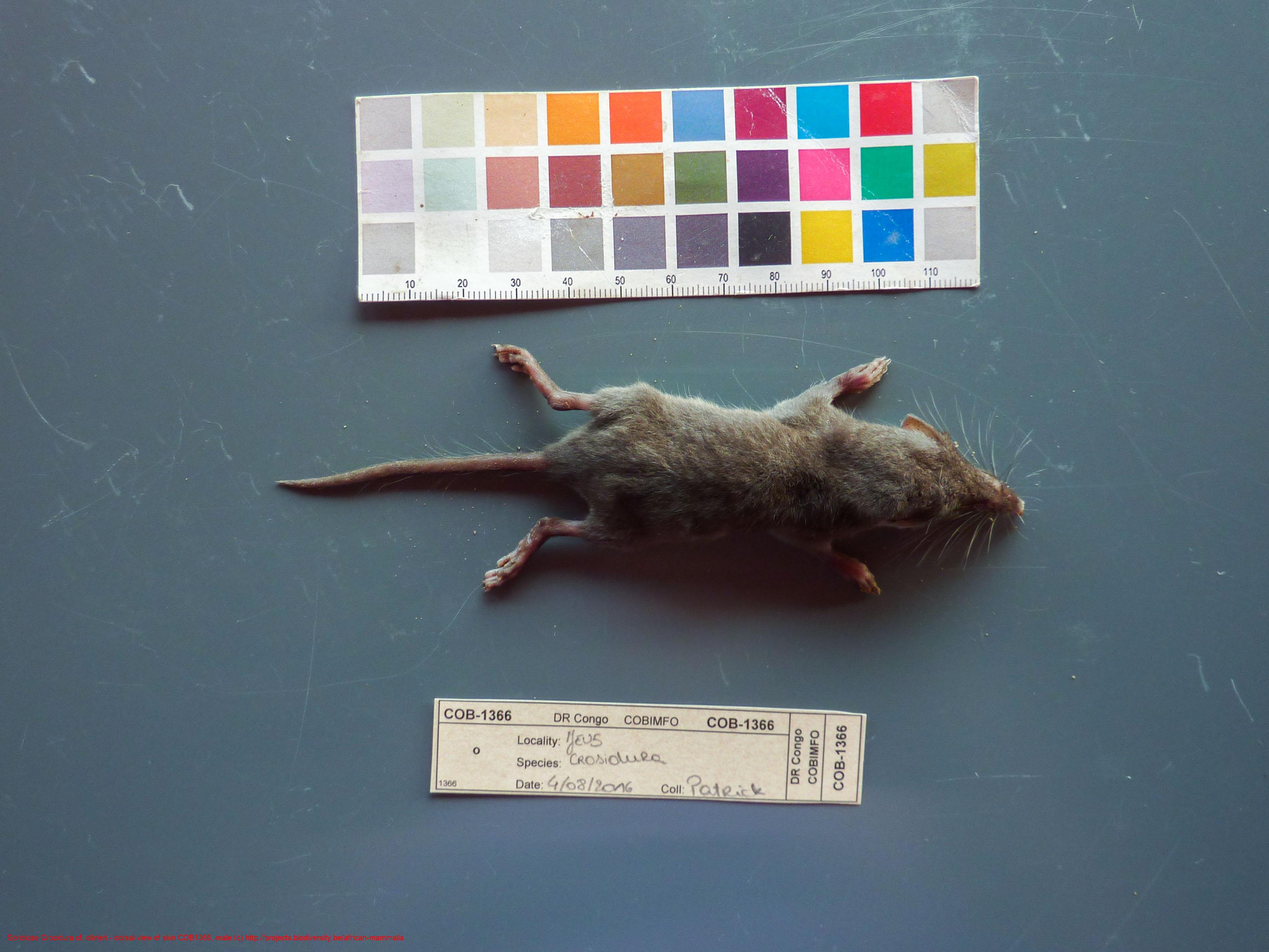 Soricidae ›› Crocidura cf. olivieri - dorsal view of skin, None , male ...