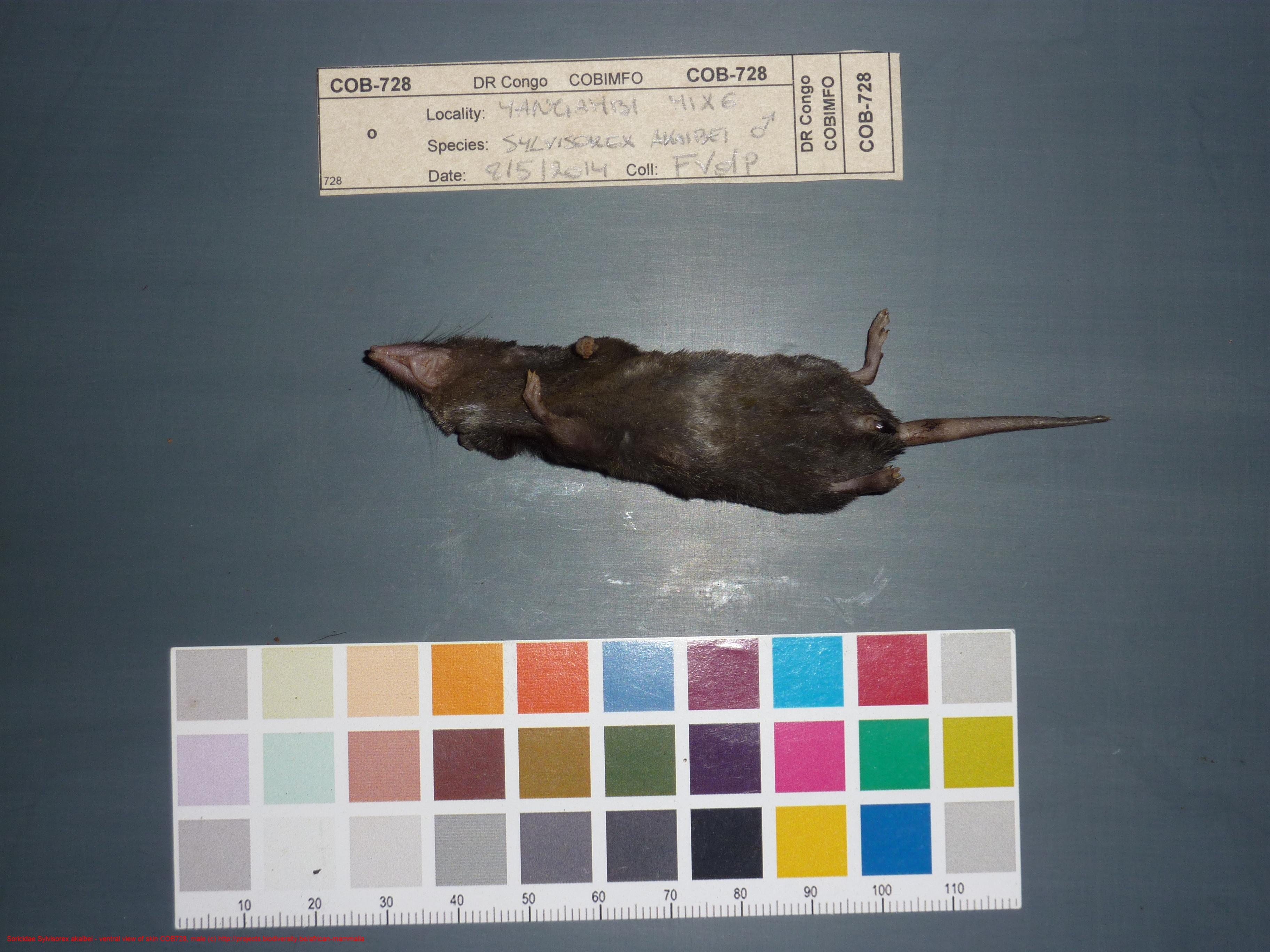 Soricidae ›› Sylvisorex akaibei - ventral view of skin, None , male ...