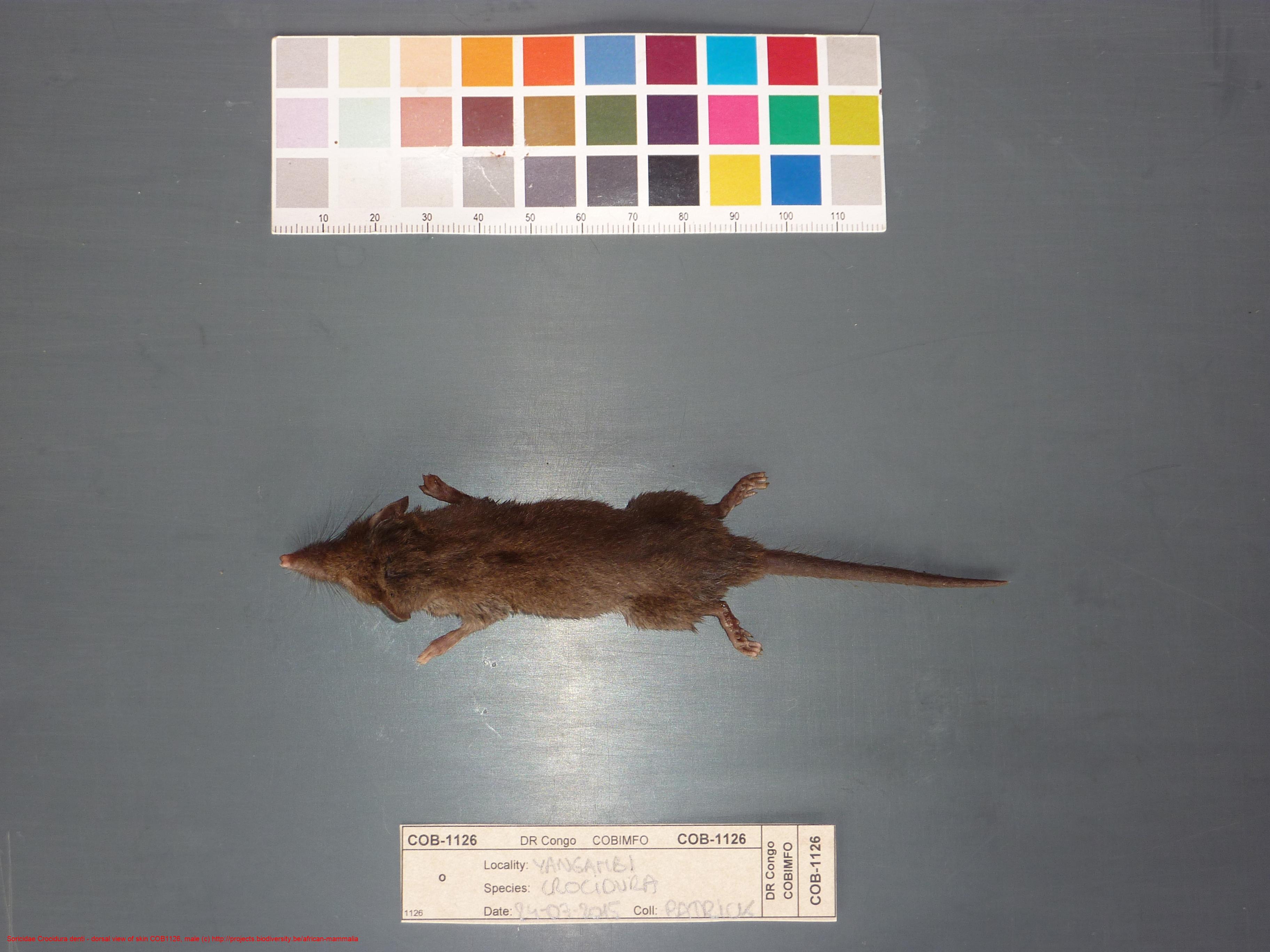 Soricidae ›› Crocidura denti - dorsal view of skin, None , male View ...