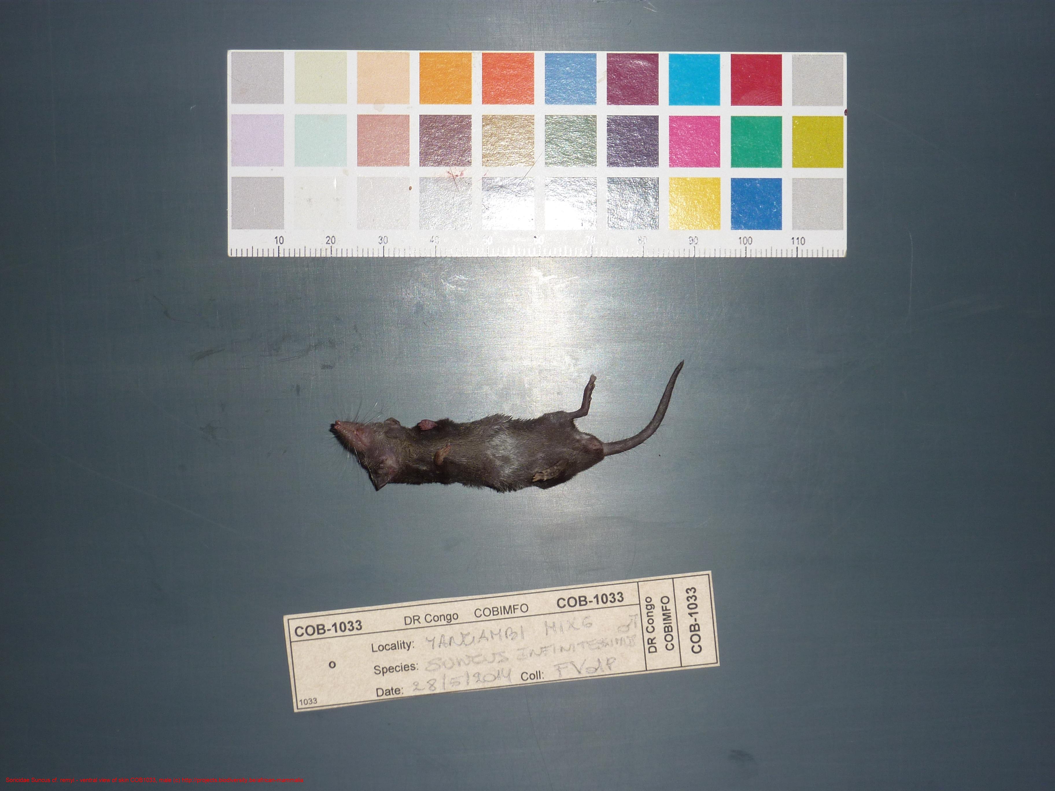 Soricidae ›› Suncus cf. remyi - ventral view of skin, None , male View ...