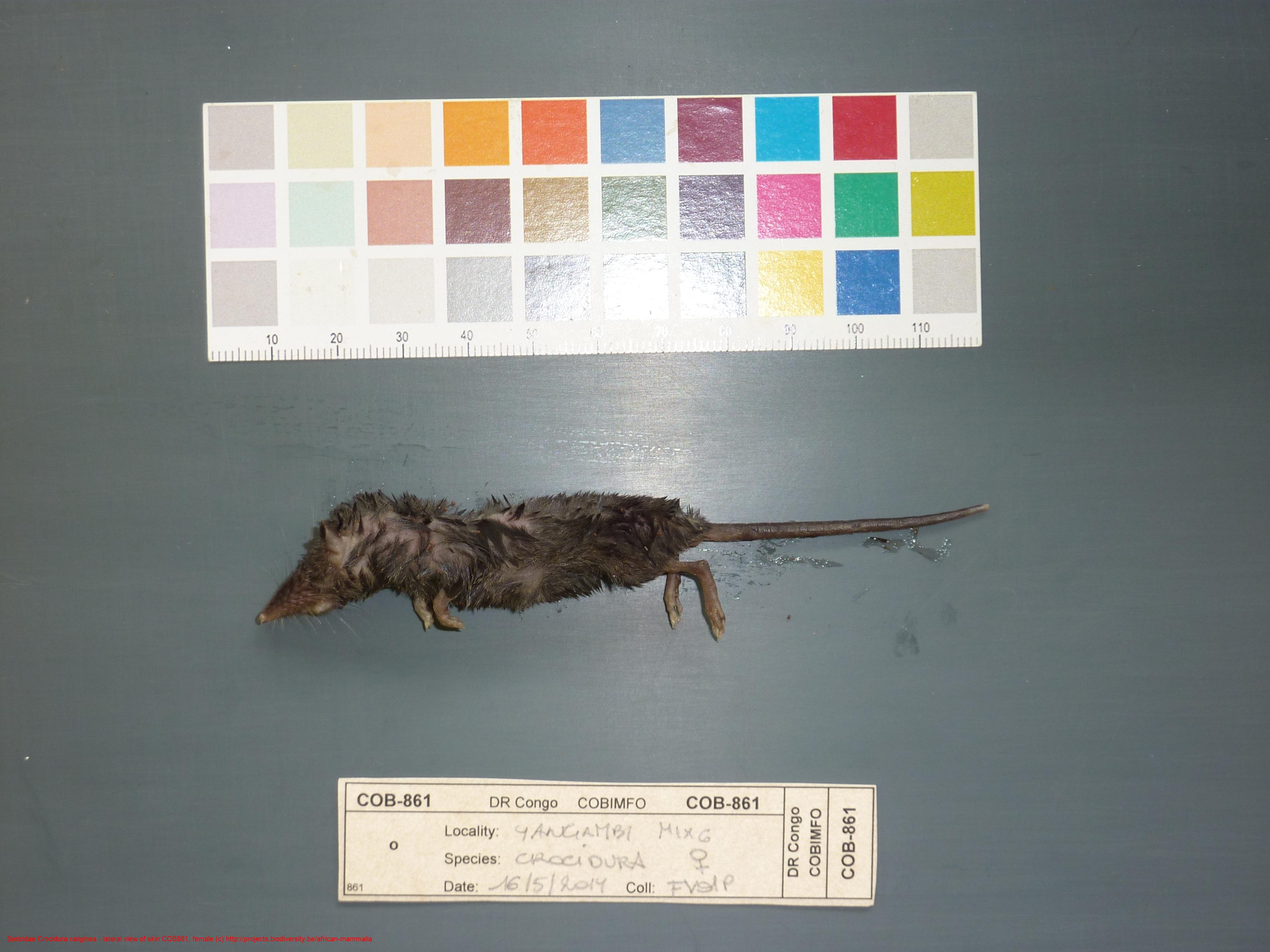 Soricidae ›› Crocidura caliginea - lateral view of skin, None , female ...