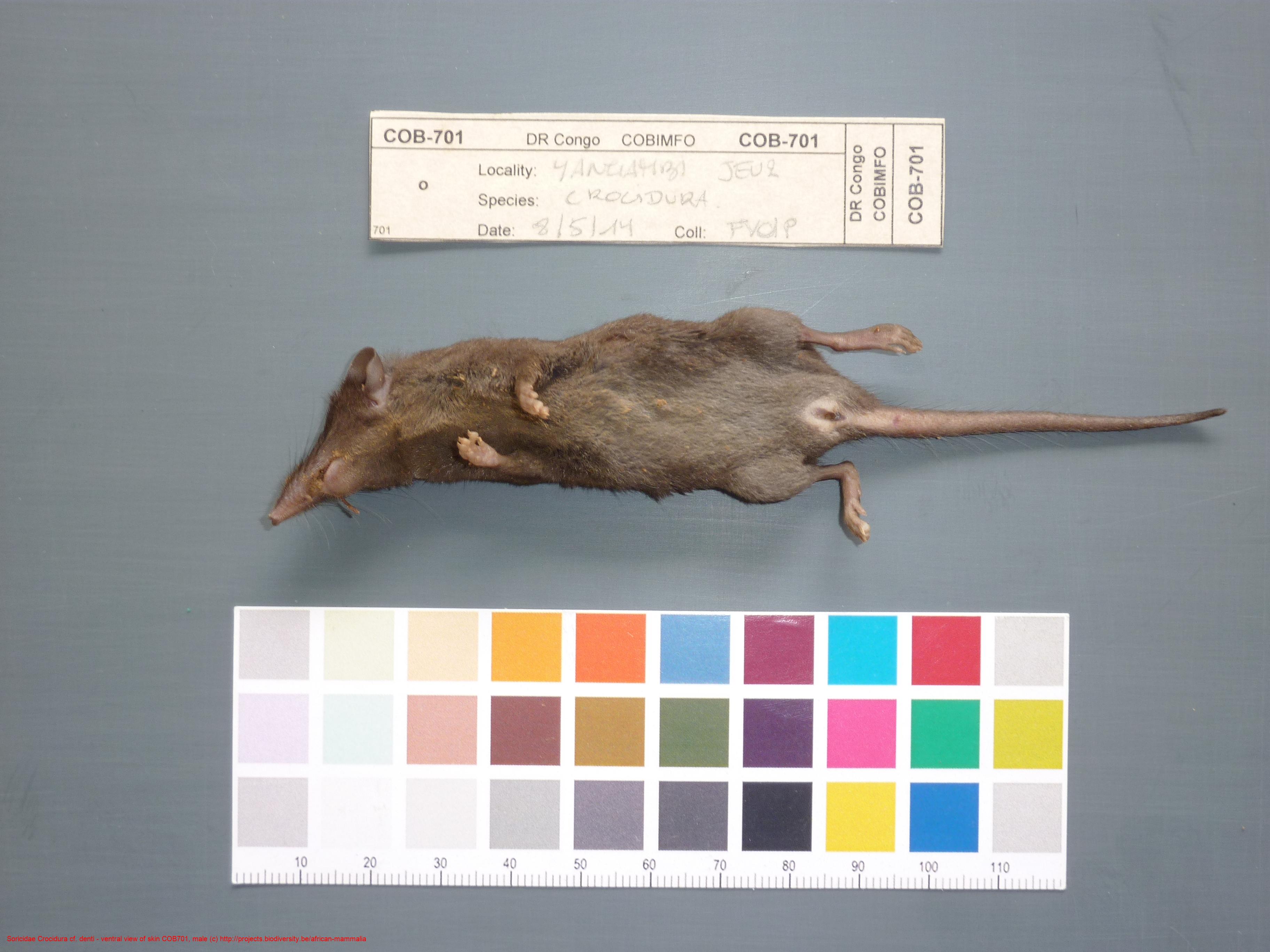 Soricidae ›› Crocidura cf. denti - ventral view of skin, None , male ...