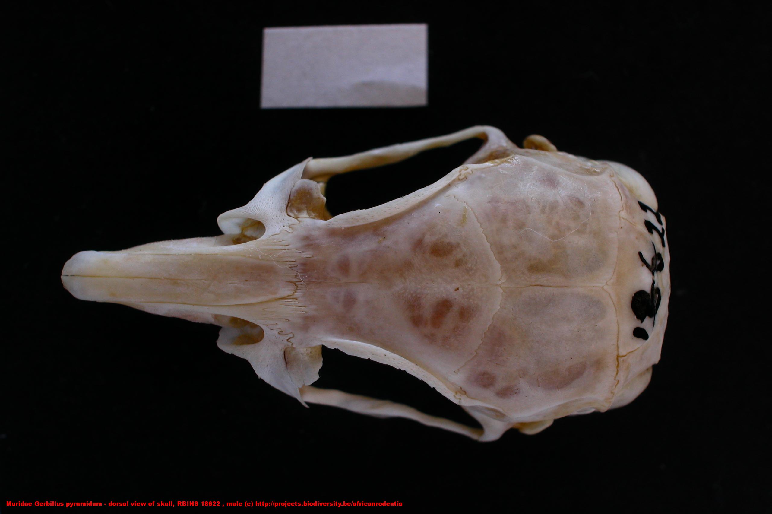 Muridae ›› Gerbillus pyramidum - dorsal view of skull, RBINS 18622 ...