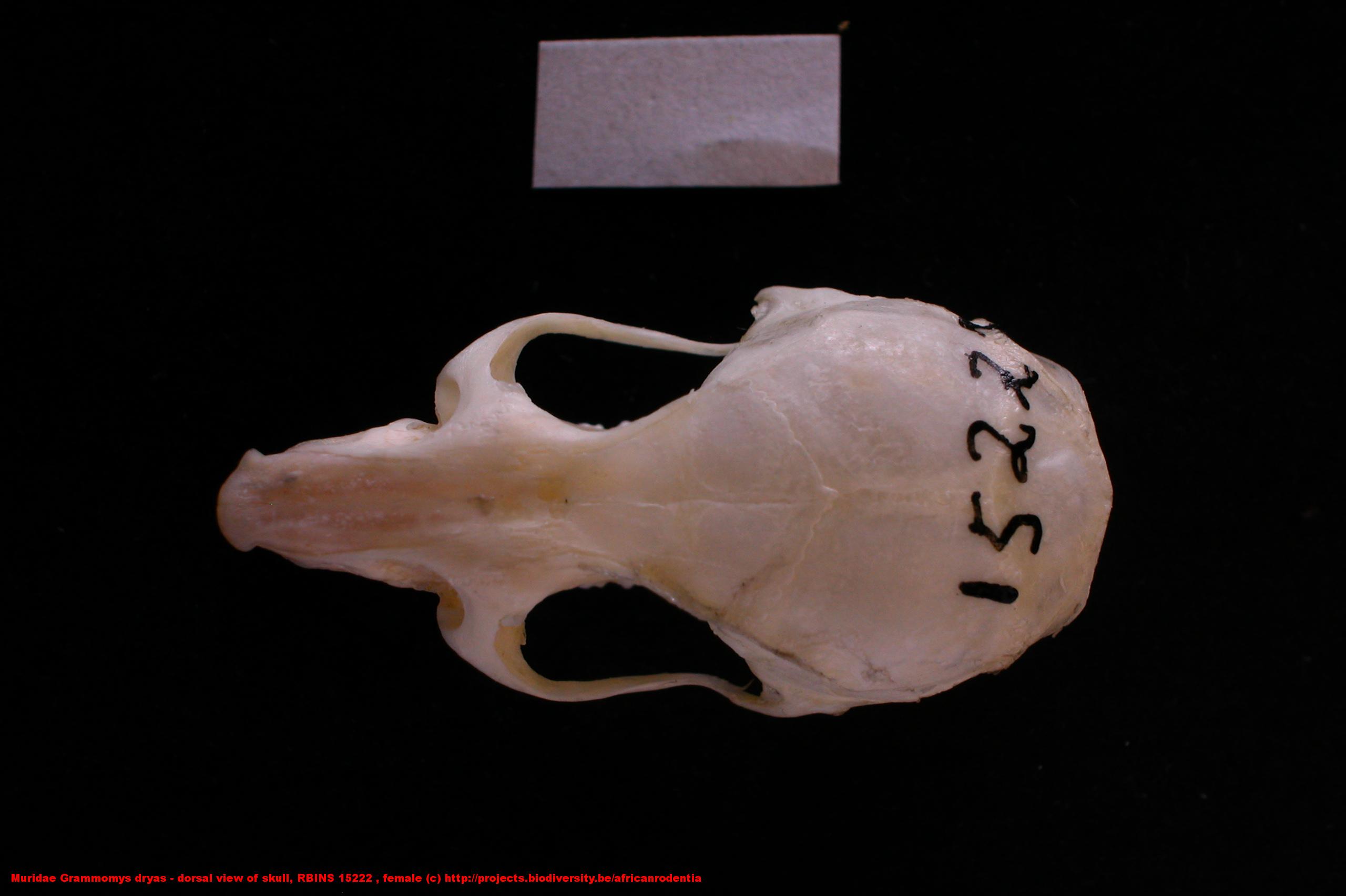 Muridae ›› Grammomys dryas - dorsal view of skull, RBINS 15222 , female ...