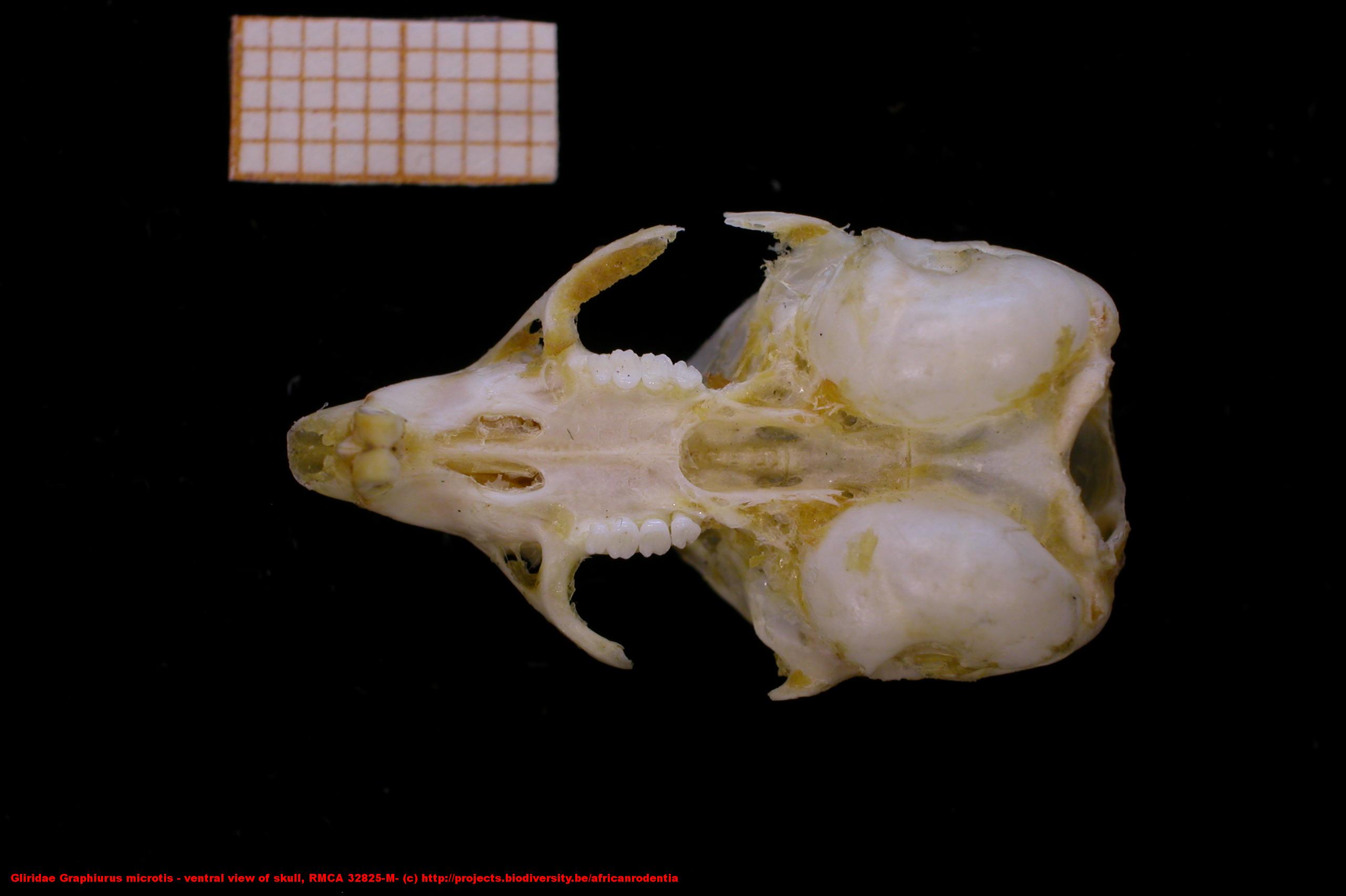 Gliridae ›› Graphiurus microtis - ventral view of skull, RMCA 32825-M ...