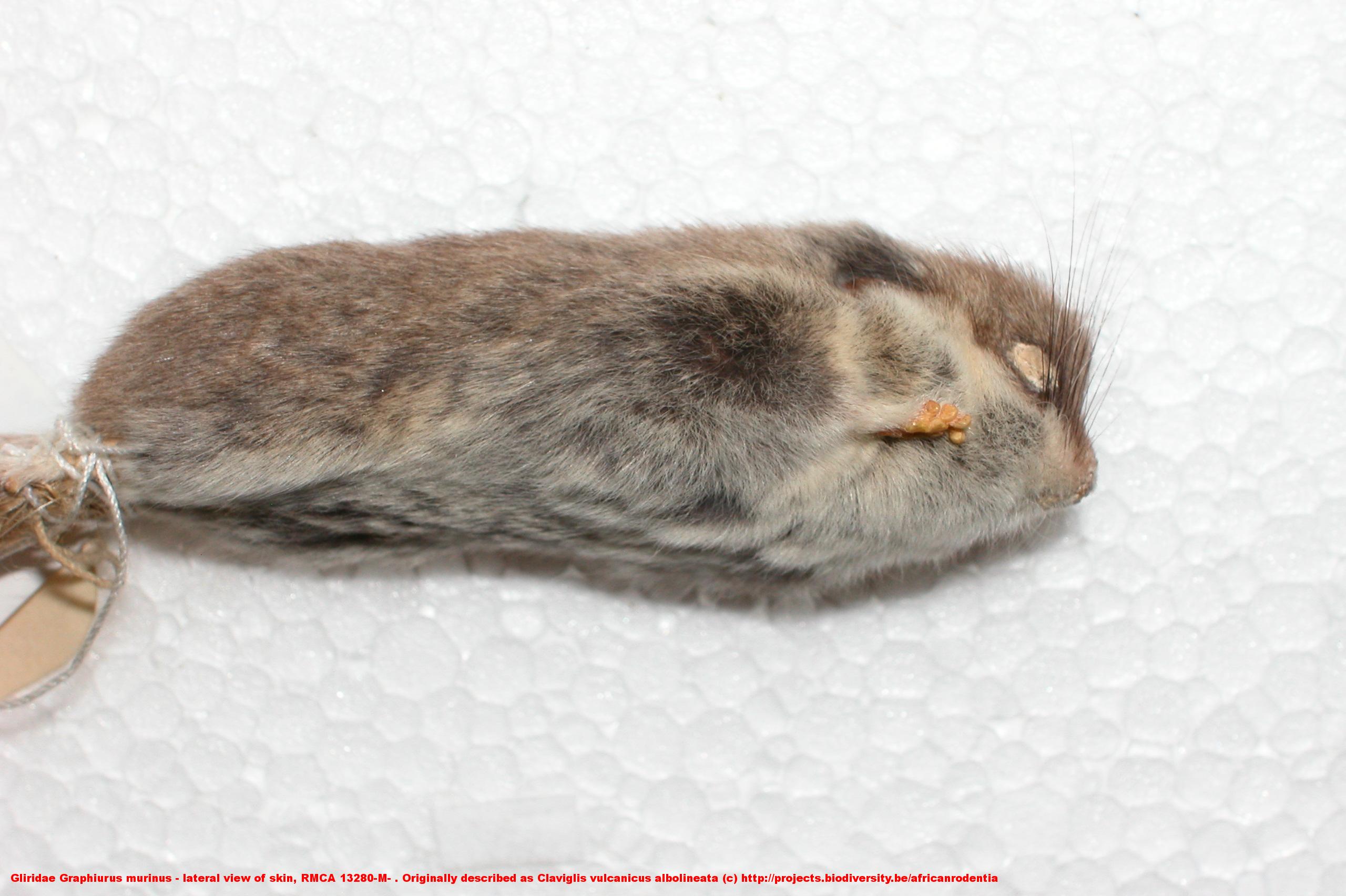 Gliridae ›› Graphiurus murinus - lateral view of skin, RMCA 13280-M ...