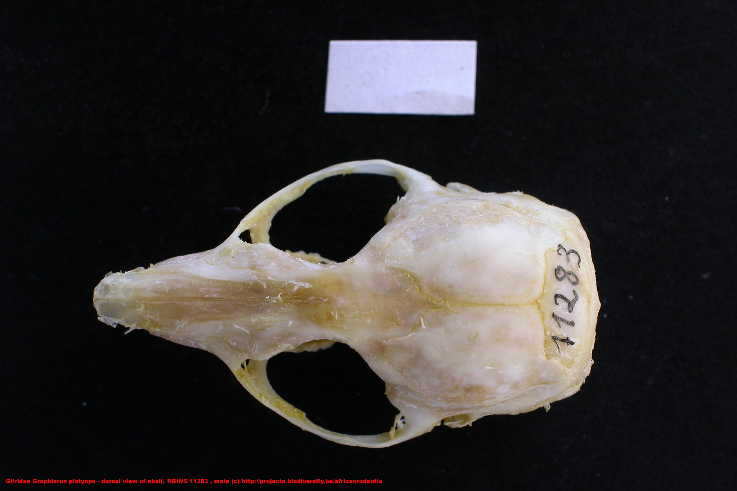 Gliridae ›› Graphiurus platyops - dorsal view of skull, RBINS 11283 ...