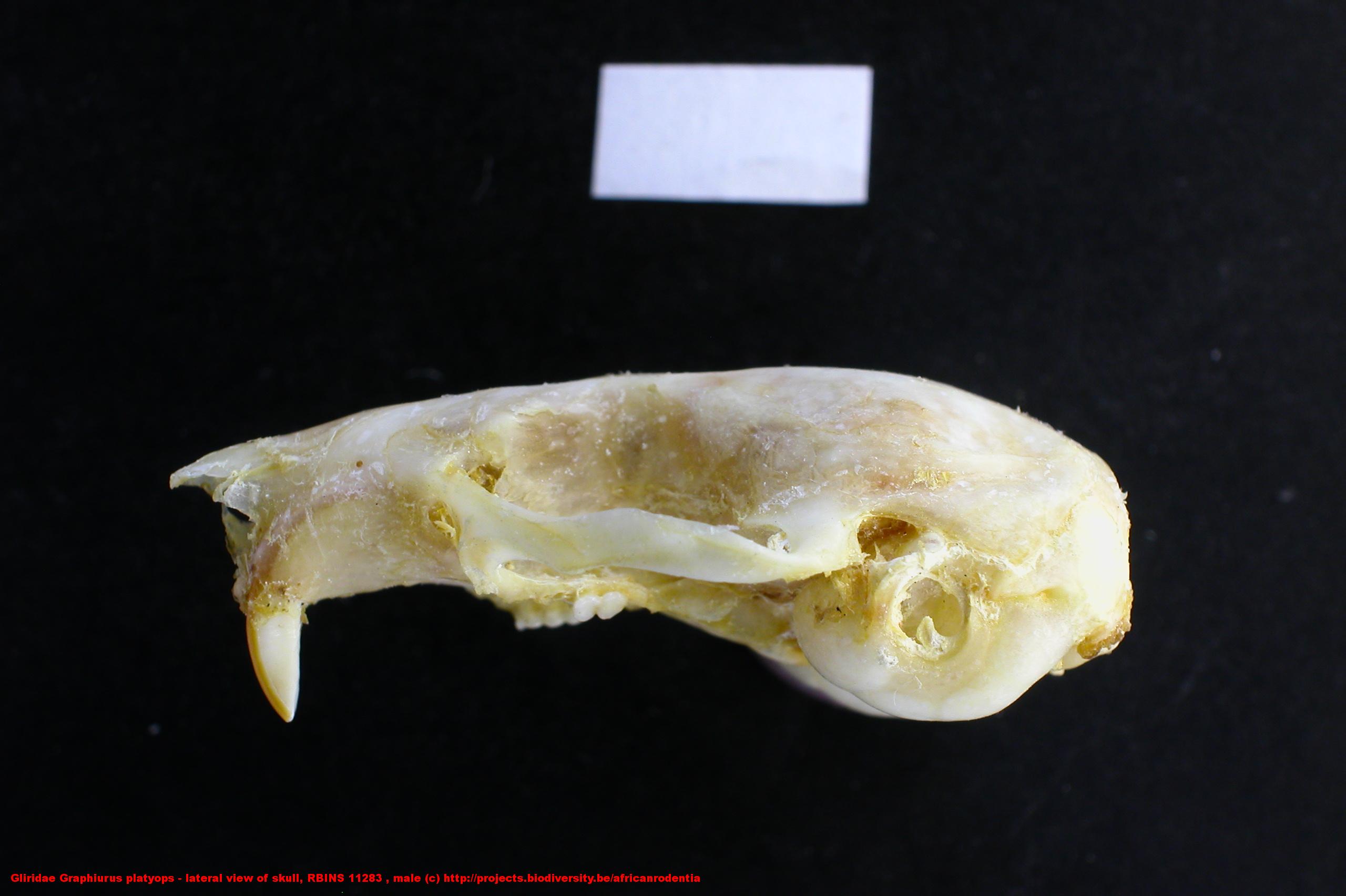 Gliridae ›› Graphiurus platyops - lateral view of skull, RBINS 11283 ...