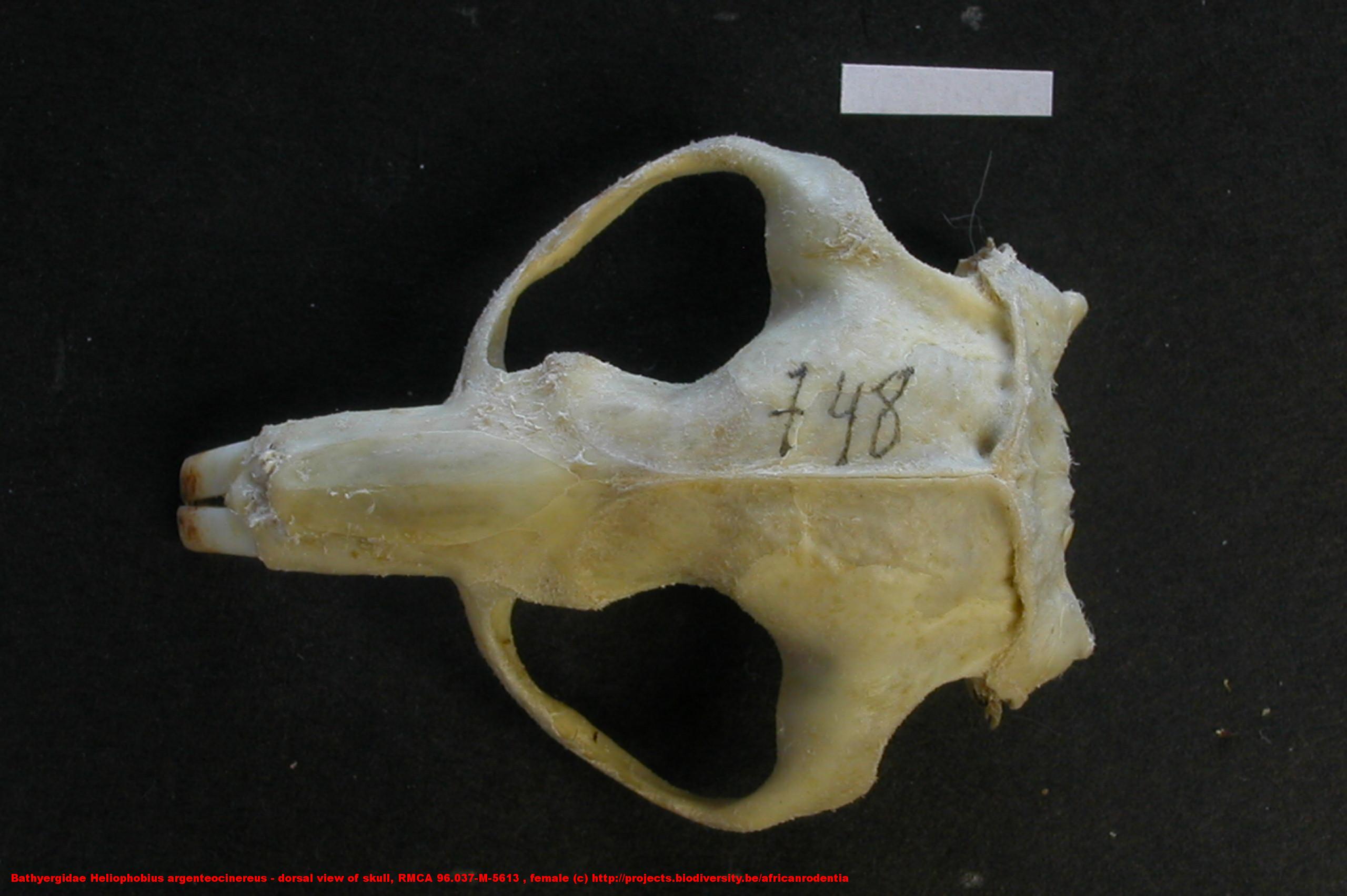 Bathyergidae ›› Heliophobius argenteocinereus - dorsal view of skull ...