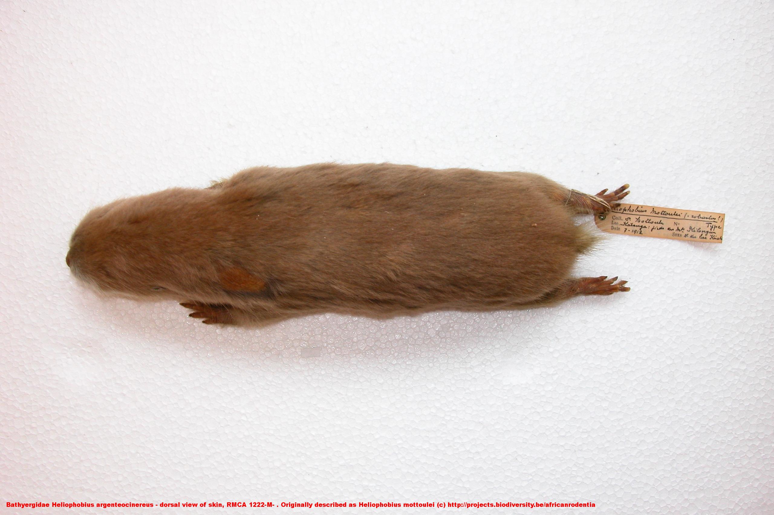 Bathyergidae ›› Heliophobius argenteocinereus - dorsal view of skin ...