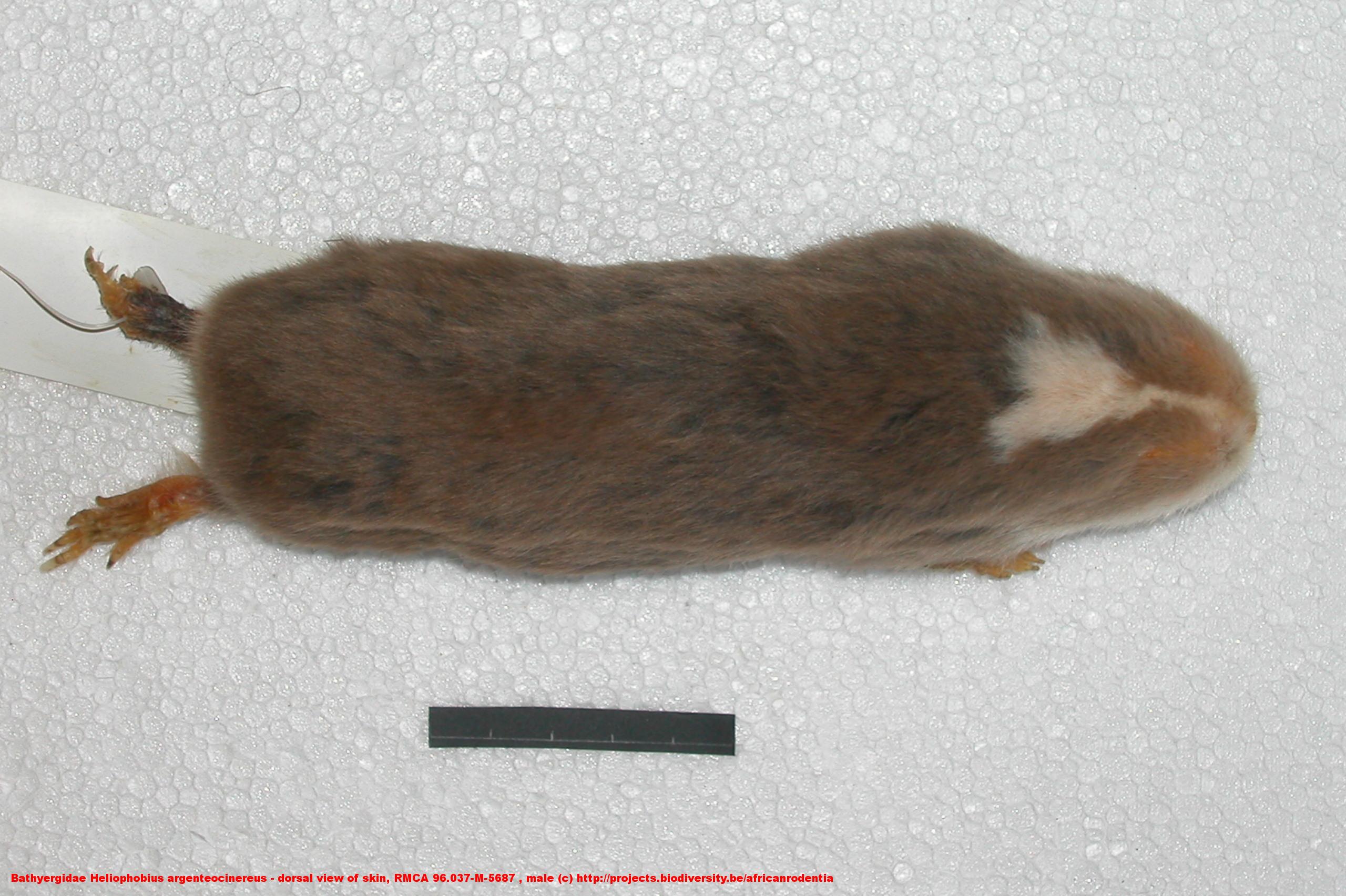 Bathyergidae ›› Heliophobius argenteocinereus - dorsal view of skin ...