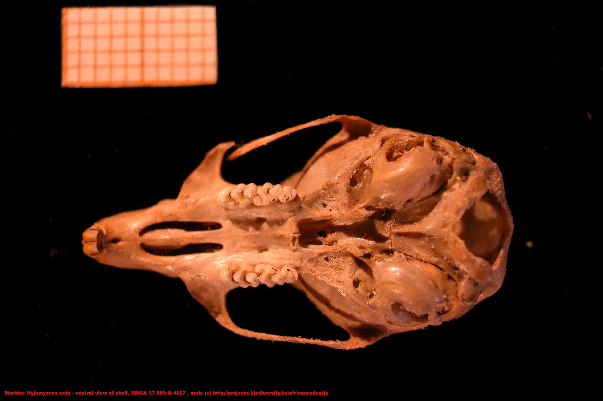 Muridae ›› Hylomyscus aeta - ventral view of skull, RMCA 97.009-M-4557 ...