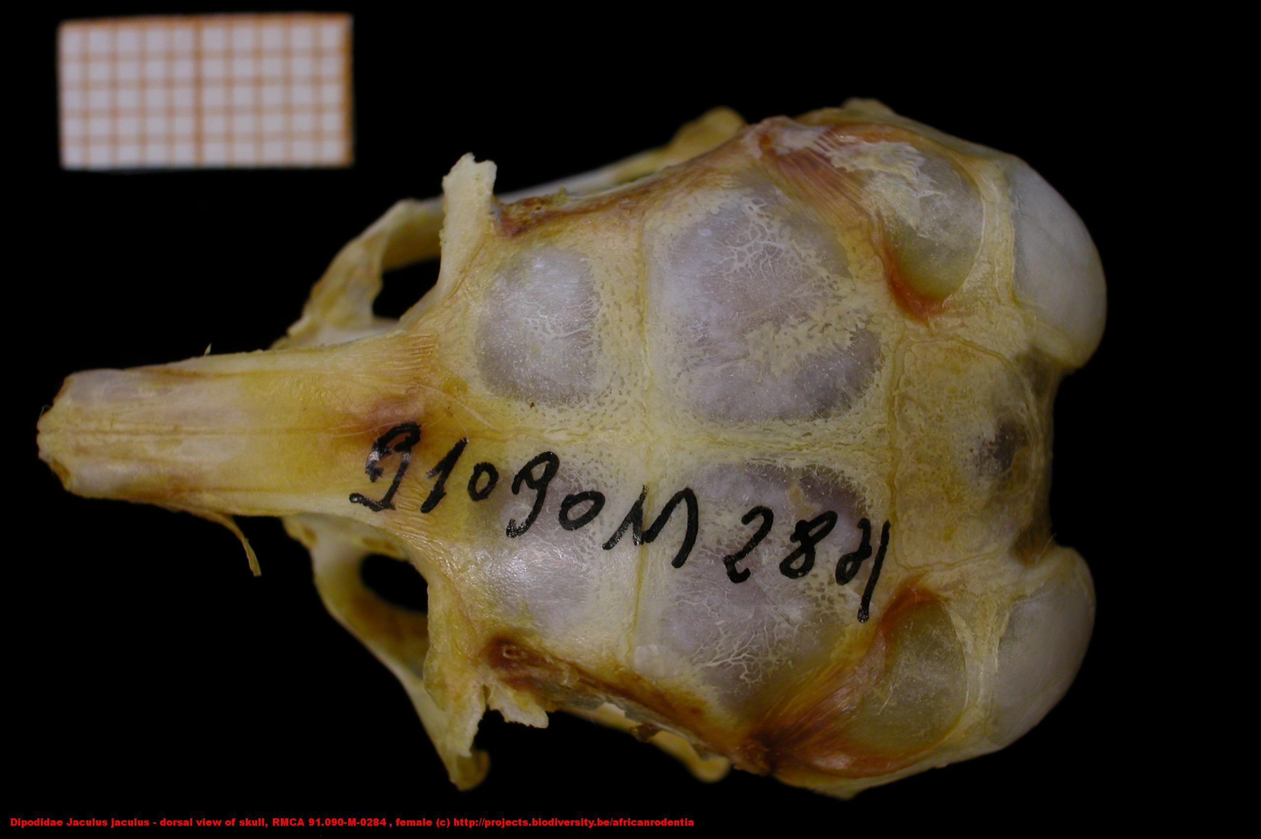 Dipodidae ›› Jaculus jaculus - dorsal view of skull, RMCA 91.090-M-0284 ...