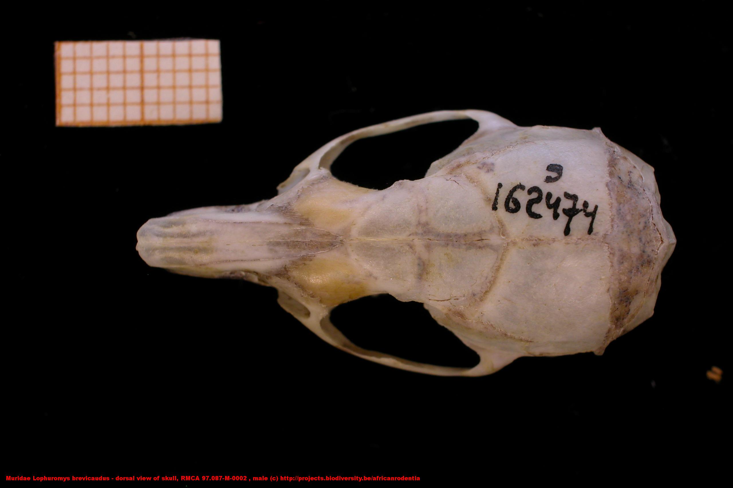 Muridae ›› Lophuromys brevicaudus - dorsal view of skull, RMCA 97.087-M ...