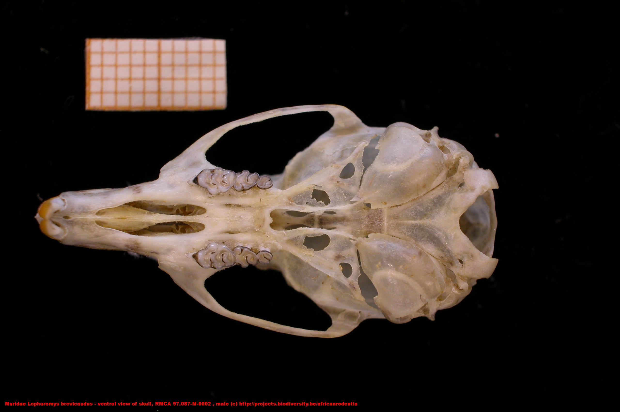 Muridae ›› Lophuromys brevicaudus - ventral view of skull, RMCA 97.087 ...