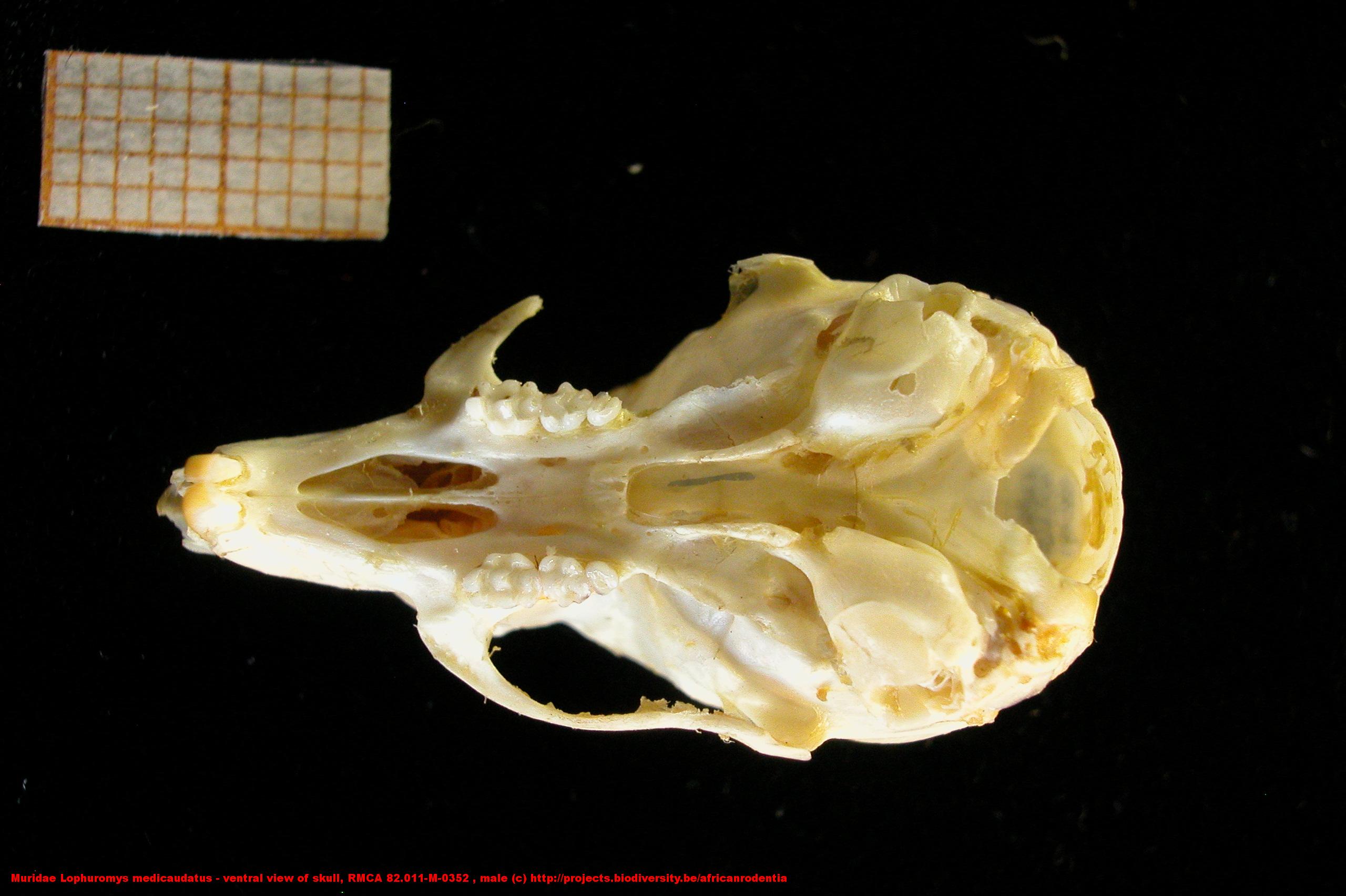 Muridae ›› Lophuromys medicaudatus - ventral view of skull, RMCA 82.011 ...