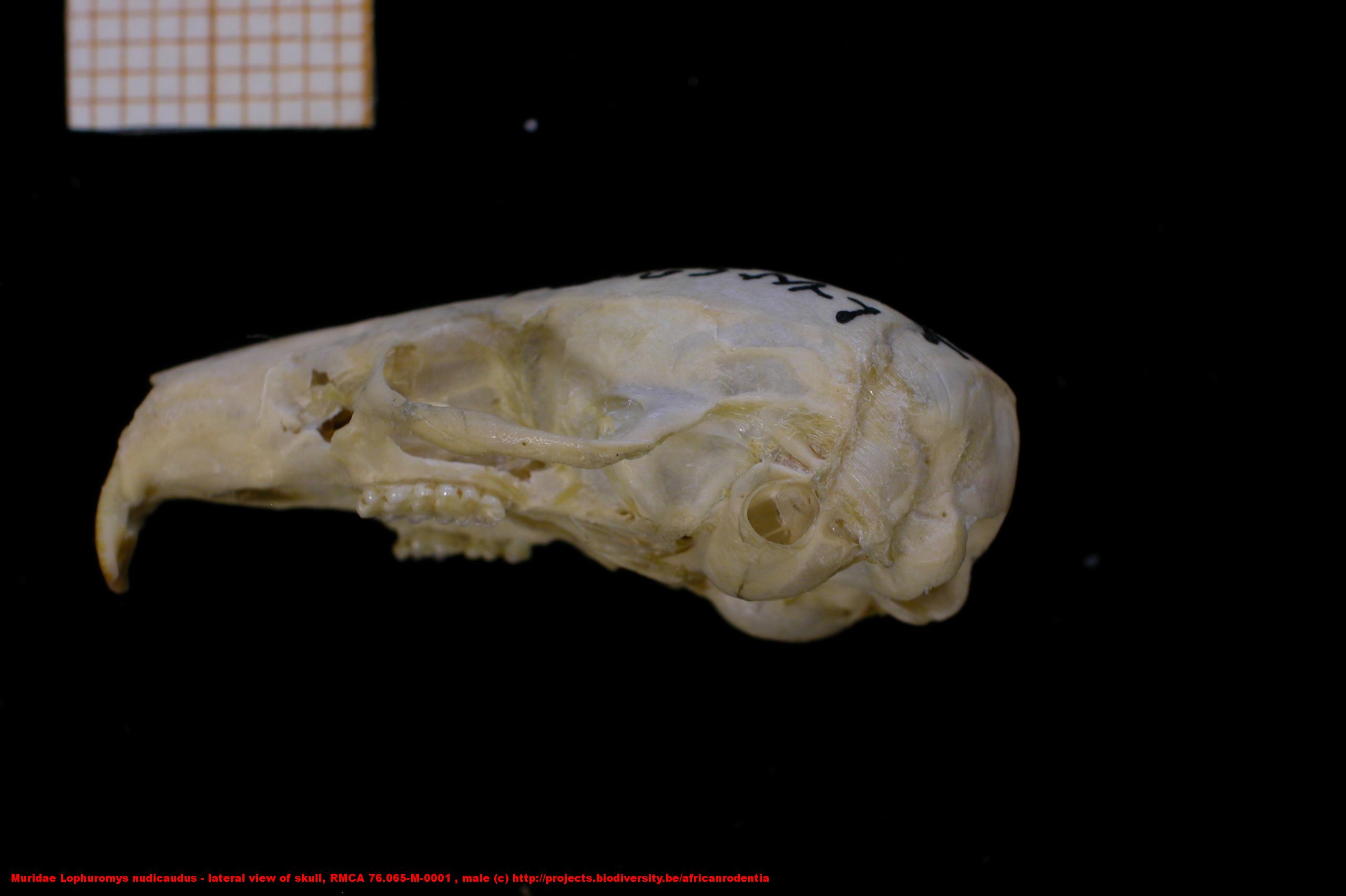 Muridae ›› Lophuromys nudicaudus - lateral view of skull, RMCA 76.065-M ...