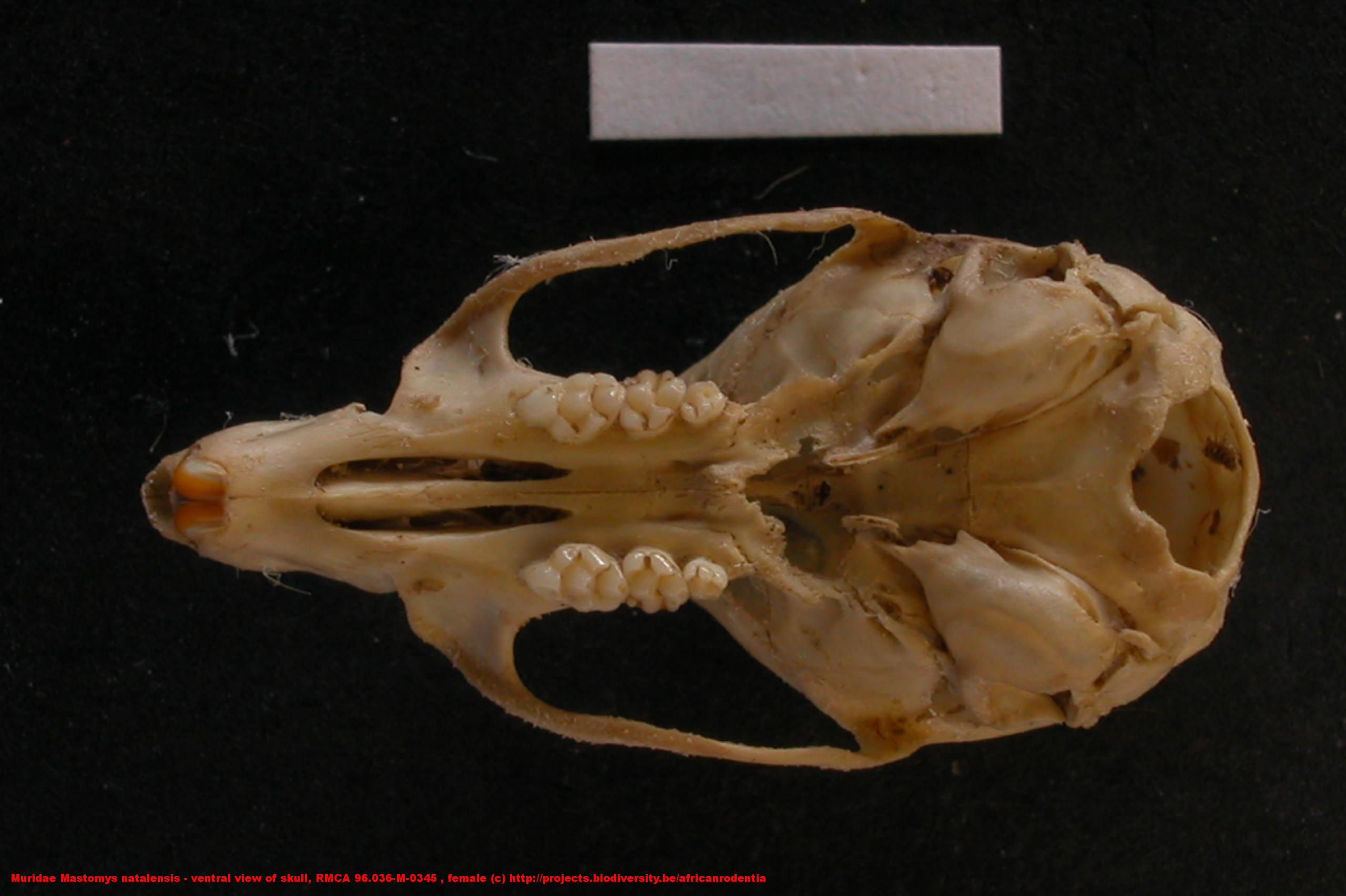 Muridae ›› Mastomys natalensis - ventral view of skull, RMCA 96.036-M ...