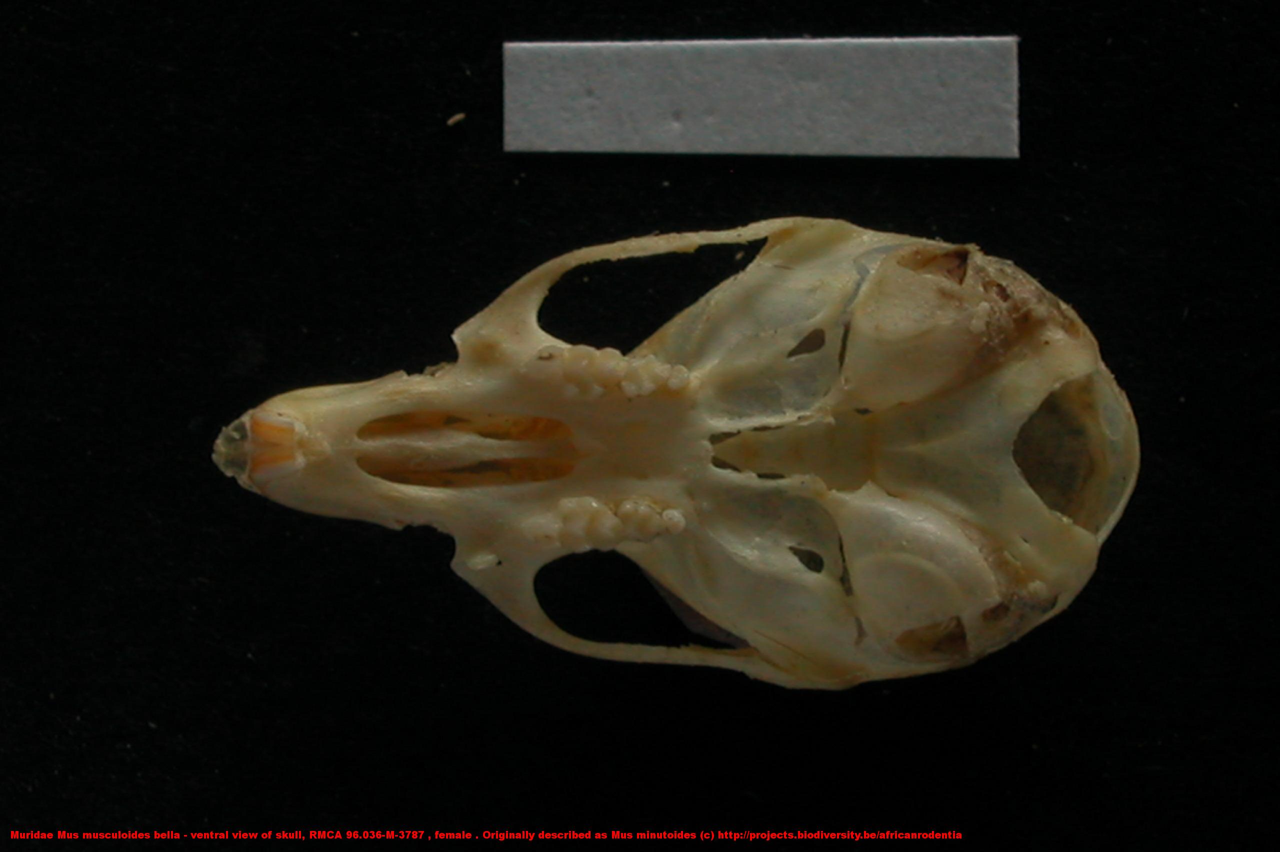 Muridae ›› Mus musculoides bella - ventral view of skull, RMCA 96.036-M ...