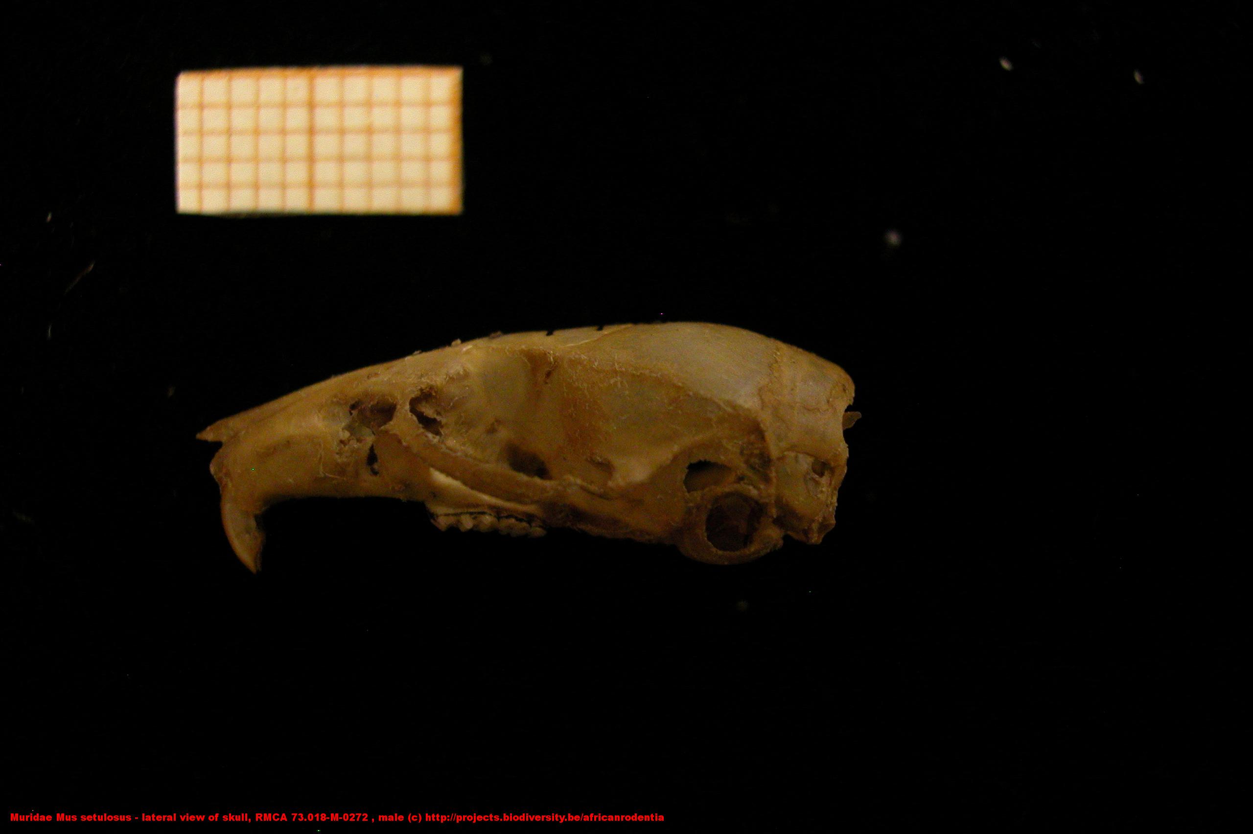 Muridae ›› Mus setulosus - lateral view of skull, RMCA 73.018-M-0272 ...