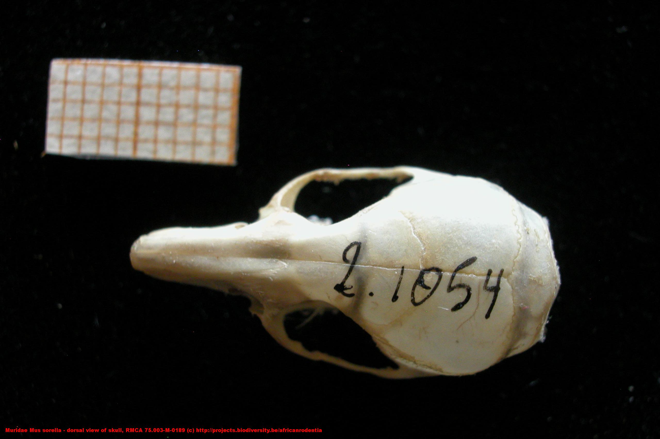 Muridae ›› Mus sorella - dorsal view of skull, RMCA 75.003-M-0189 View ...