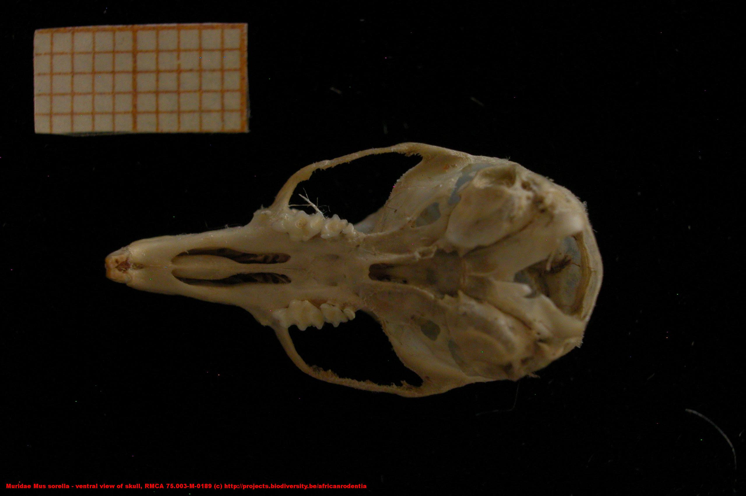 Muridae ›› Mus sorella - ventral view of skull, RMCA 75.003-M-0189 View ...