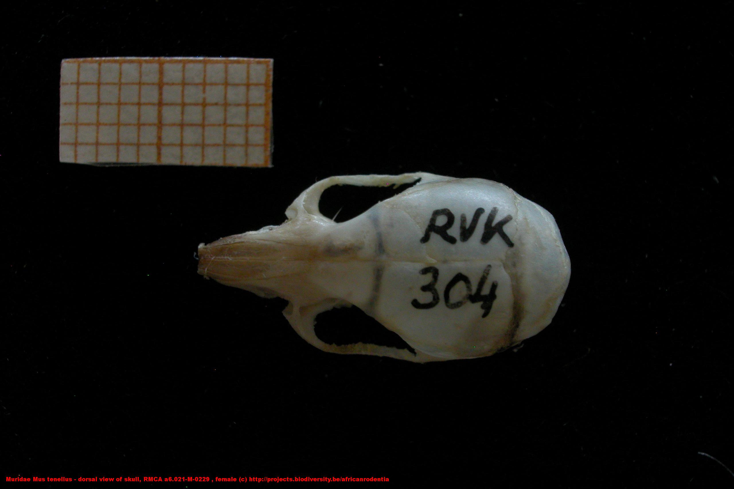 Muridae ›› Mus tenellus - dorsal view of skull, RMCA a6.021-M-0229 ...