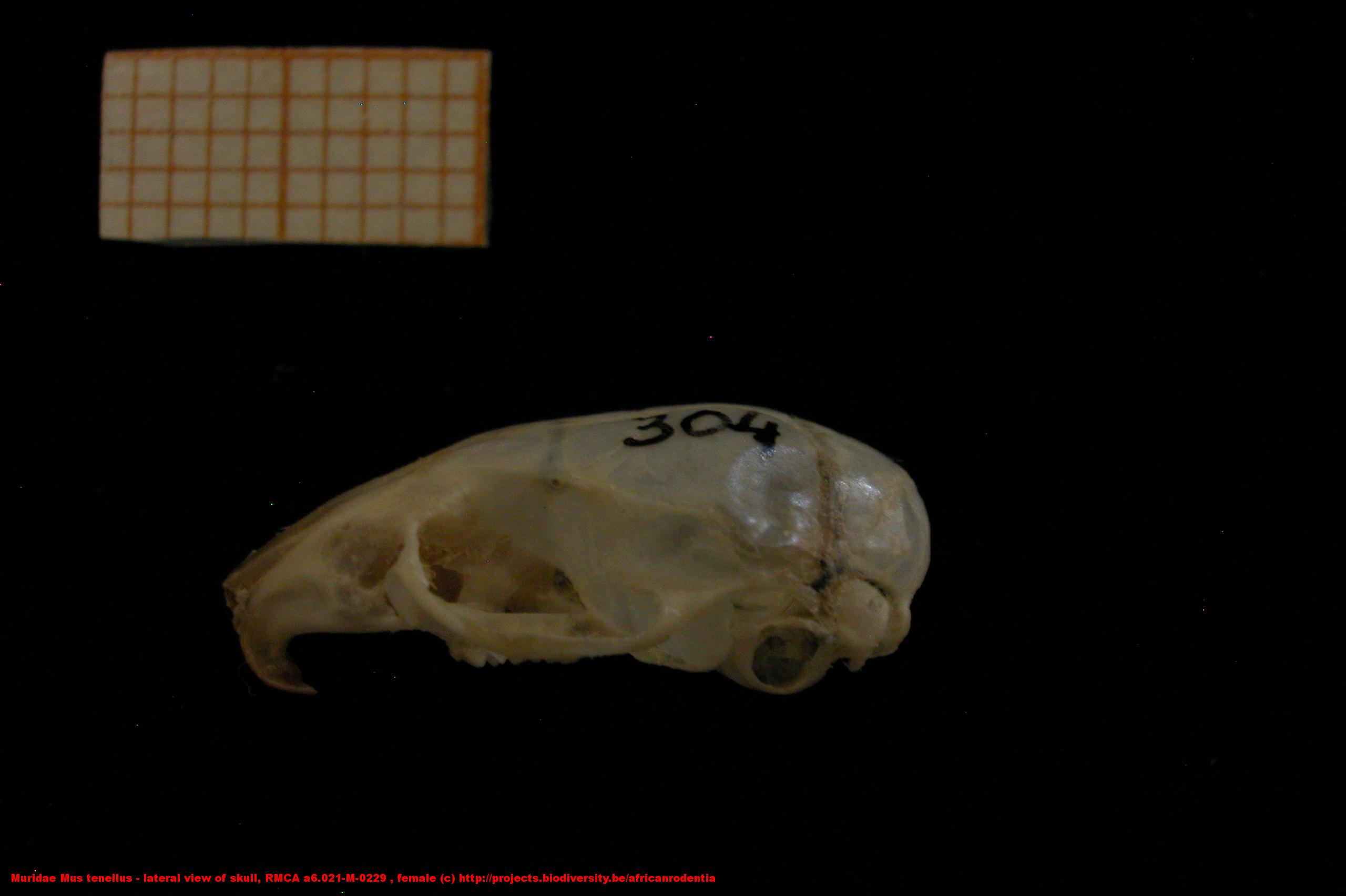 Muridae ›› Mus tenellus - lateral view of skull, RMCA a6.021-M-0229 ...