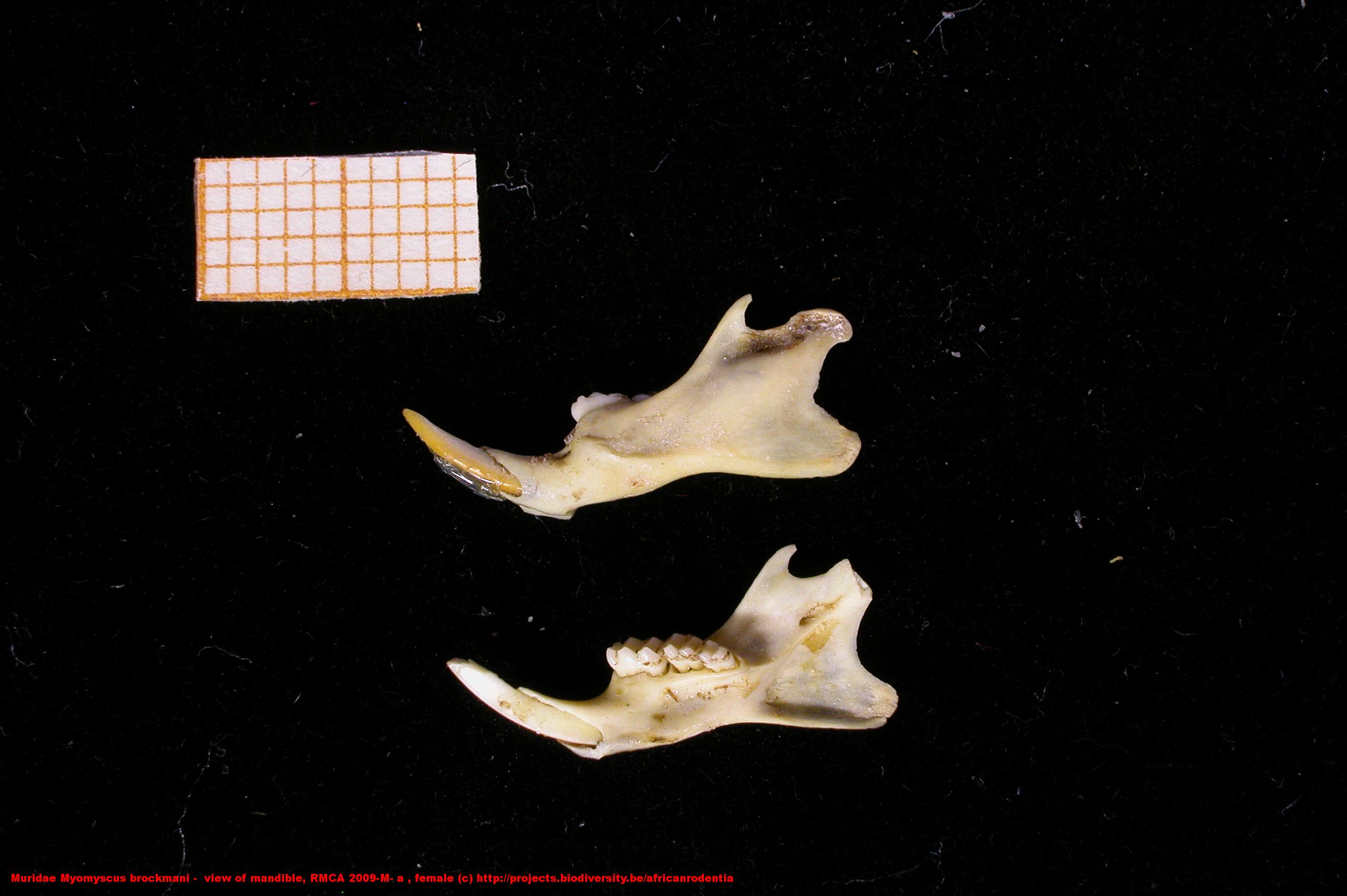 Muridae ›› Myomyscus brockmani - view of mandible, RMCA 2009-M- a ...