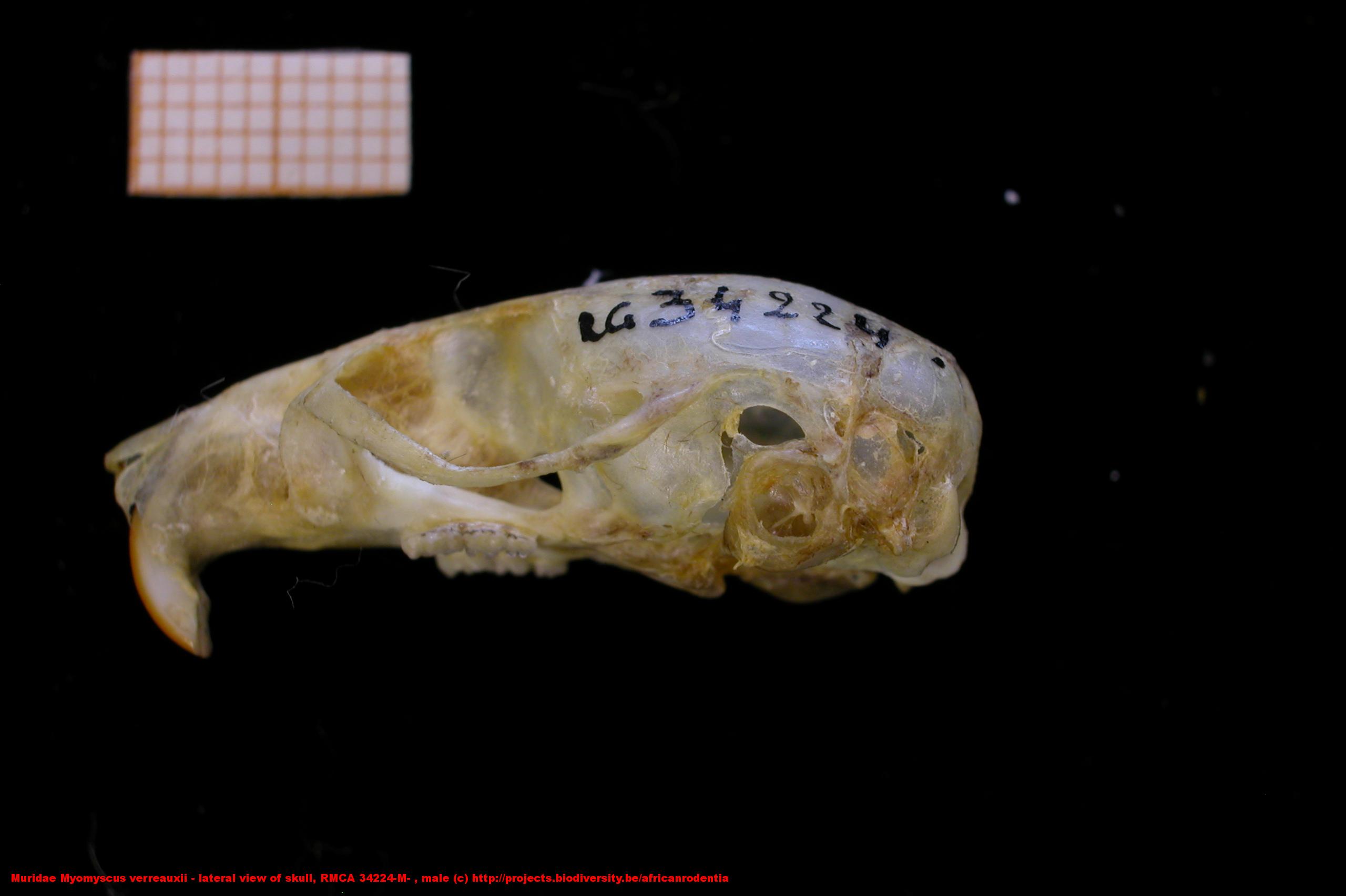 Muridae ›› Myomyscus verreauxii - lateral view of skull, RMCA 34224-M ...
