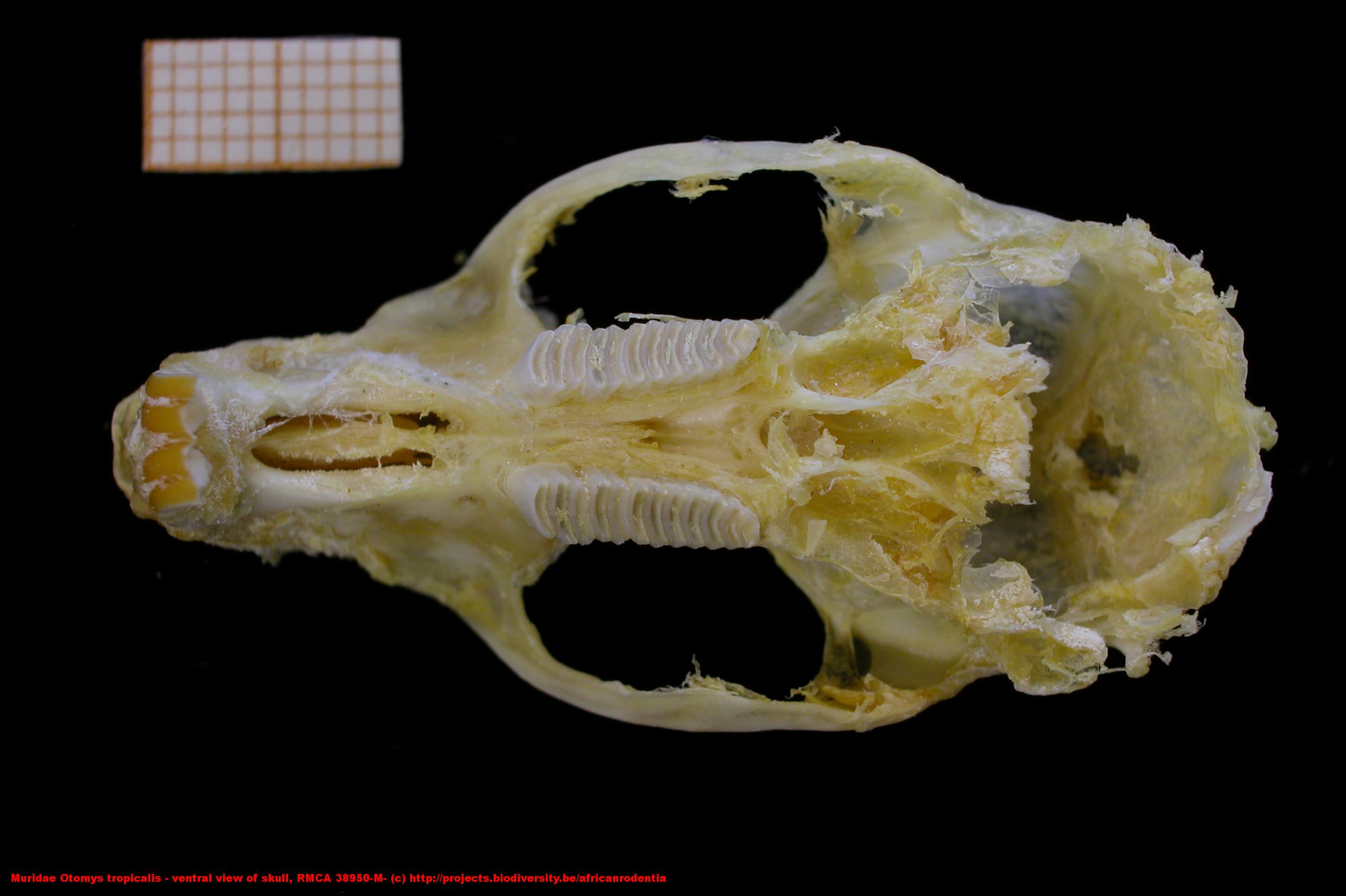 Muridae ›› Otomys tropicalis - ventral view of skull, RMCA 38950-M ...