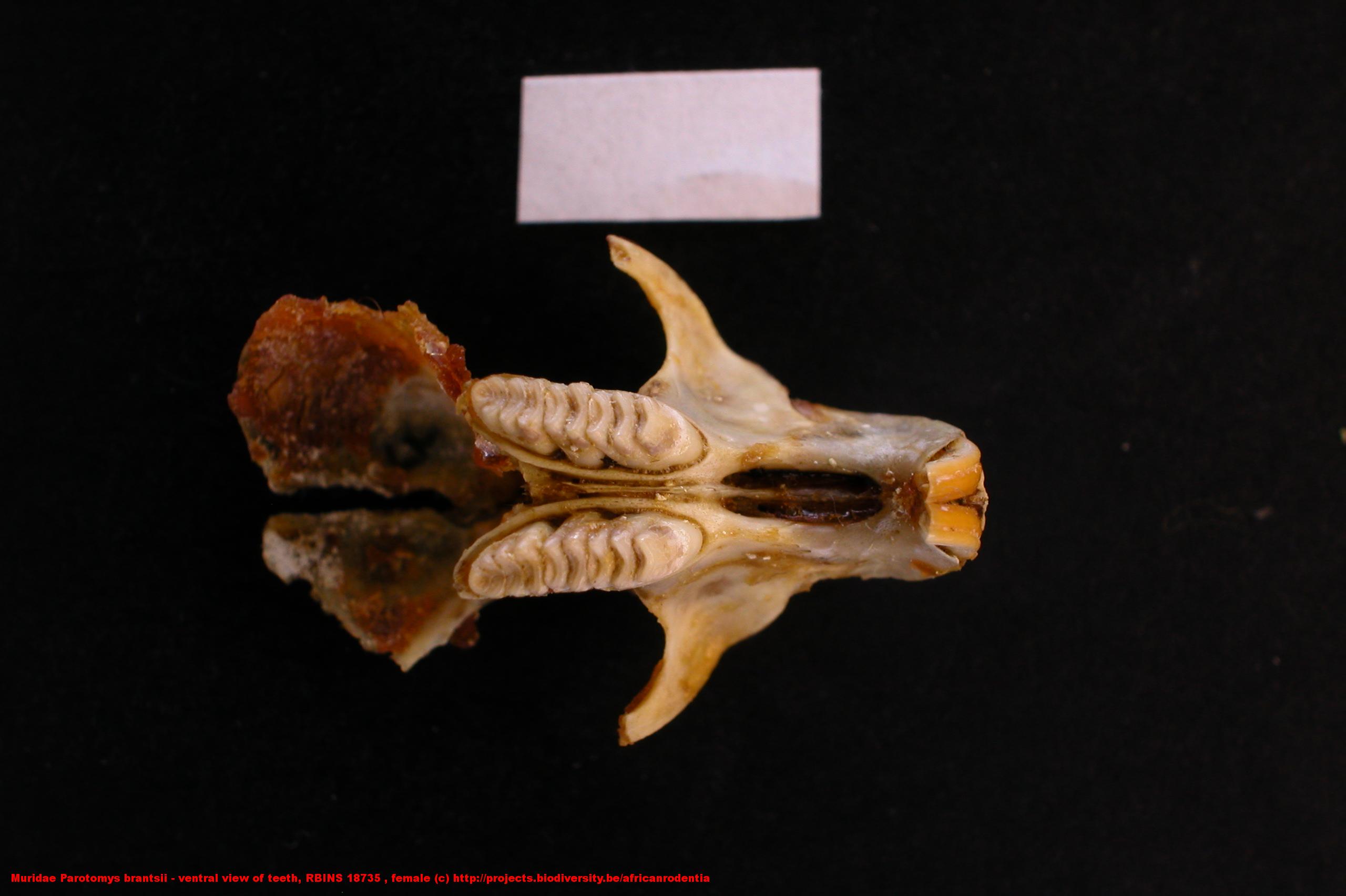 Muridae ›› Parotomys brantsii - ventral view of teeth, RBINS 18735 ...