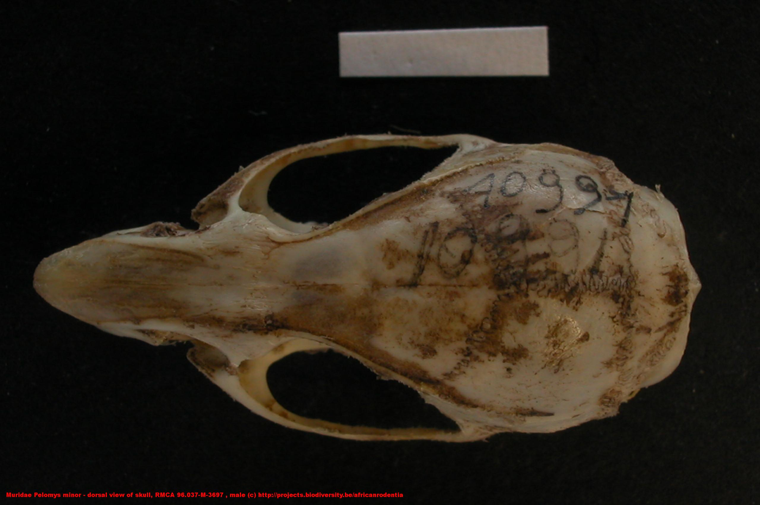 Muridae ›› Pelomys minor - dorsal view of skull, RMCA 96.037-M-3697 ...