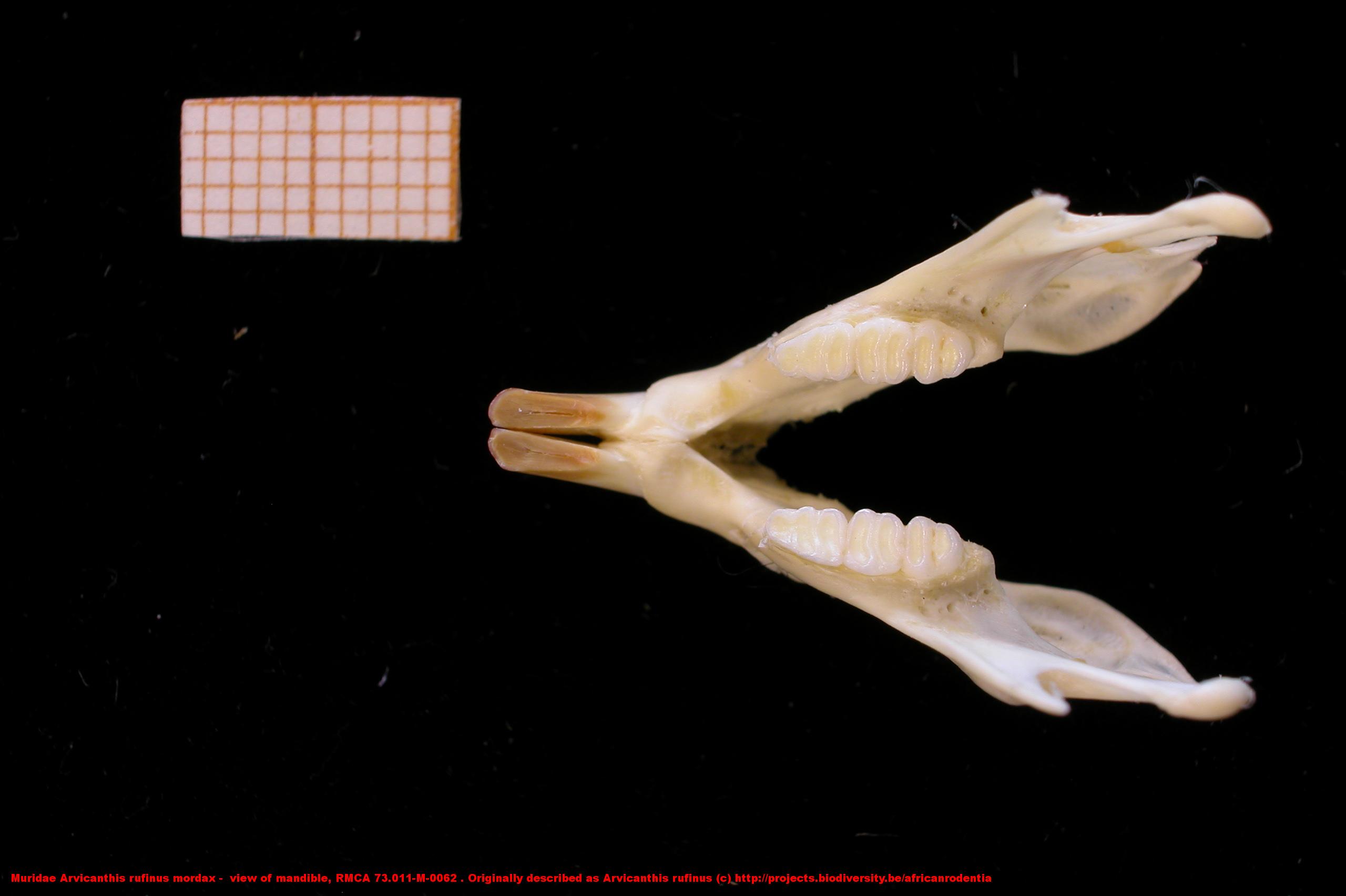 Muridae ›› Arvicanthis rufinus mordax - view of mandible, RMCA 73.011-M ...