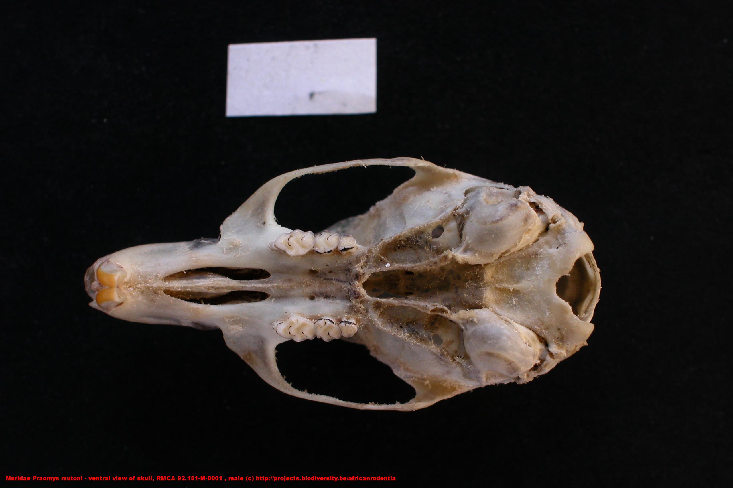 Muridae ›› Praomys mutoni - ventral view of skull, RMCA 92.151-M-0001 ...