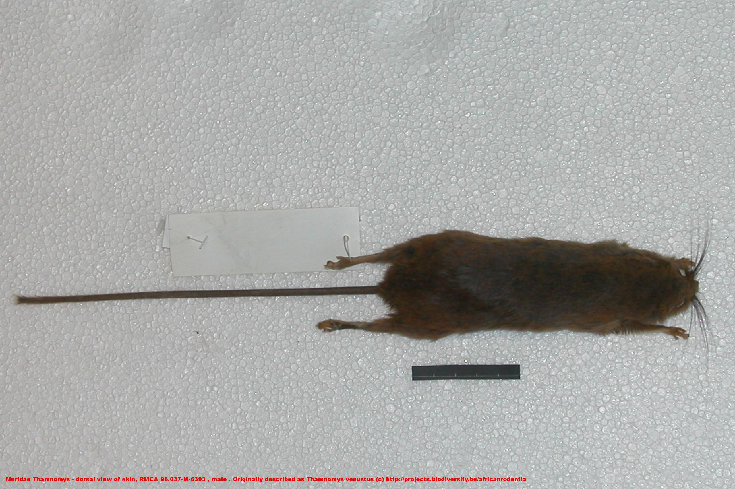 Muridae ›› Thamnomys - dorsal view of skin, RMCA 96.037-M-6393 , male ...
