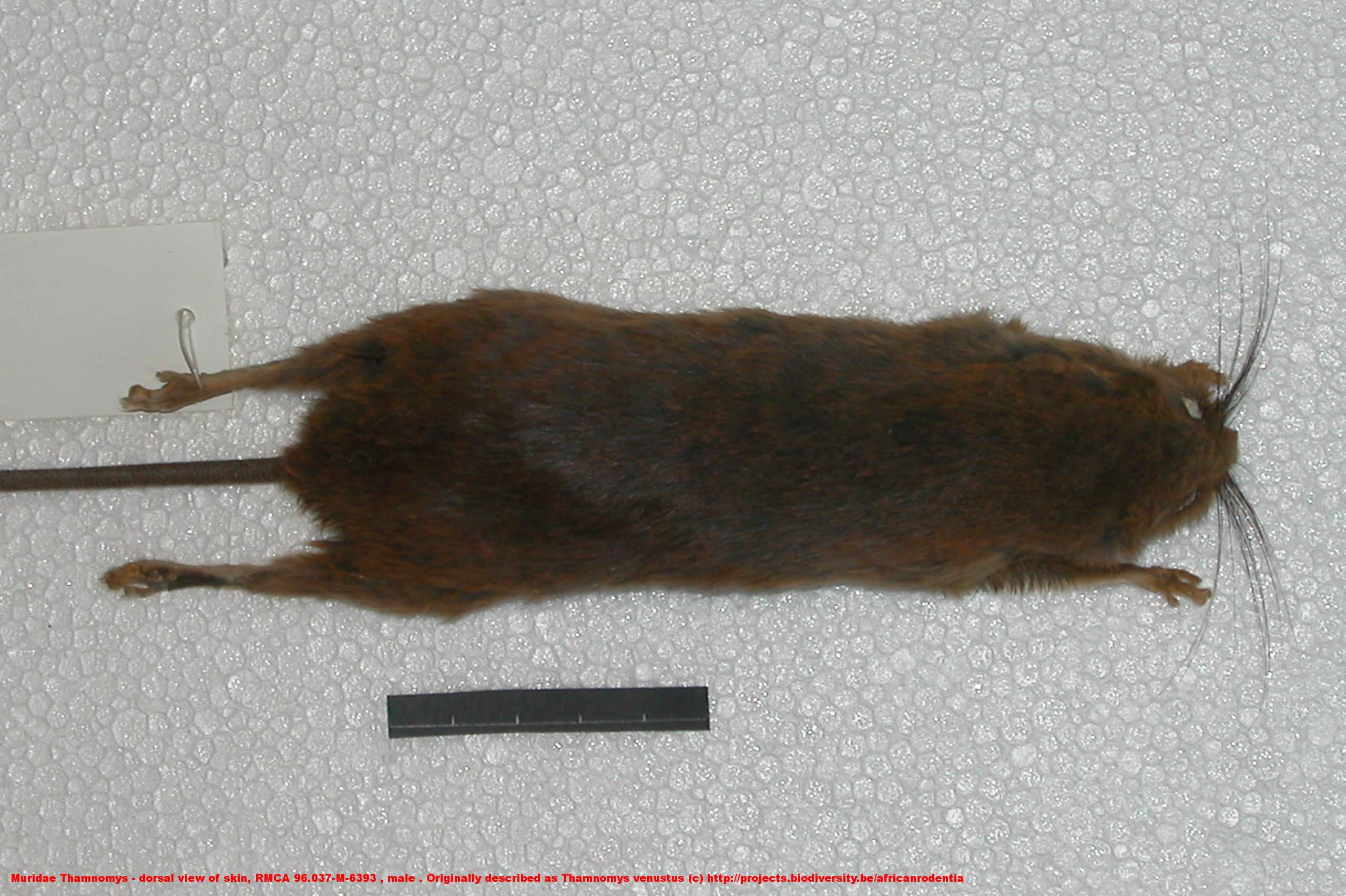 Muridae ›› Thamnomys - dorsal view of skin, RMCA 96.037-M-6393 , male ...