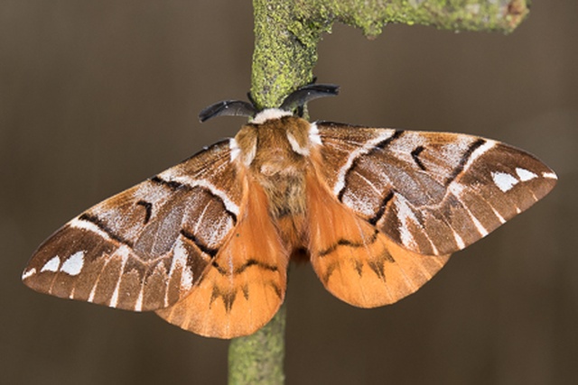 Endromidae - Catalogue of the Lepidoptera of Belgium