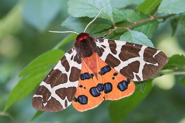 Erebidae - Catalogue of the Lepidoptera of Belgium