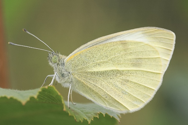 Pieridae - Catalogue of the Lepidoptera of Belgium