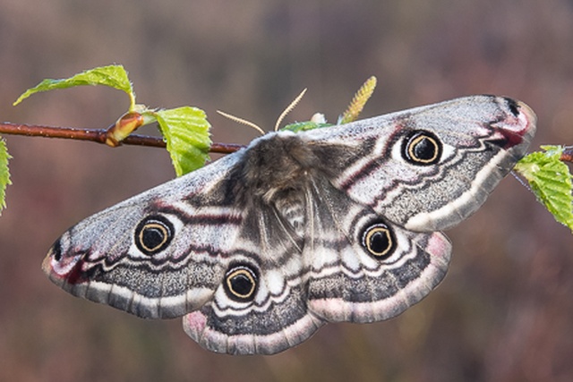 Saturniidae - Catalogue of the Lepidoptera of Belgium