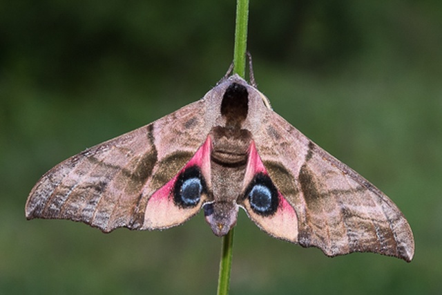 Sphingidae - Catalogue of the Lepidoptera of Belgium