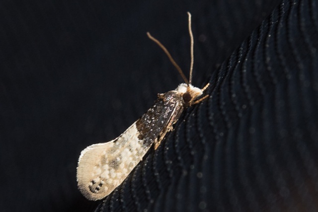 Tineidae - Catalogue of the Lepidoptera of Belgium