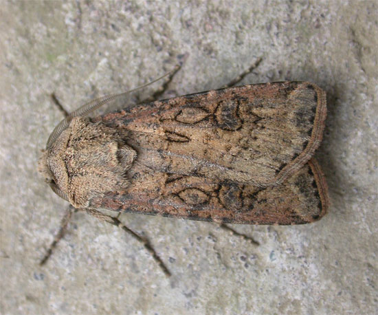 Agrotis segetum - Catalogue of the Lepidoptera of Belgium