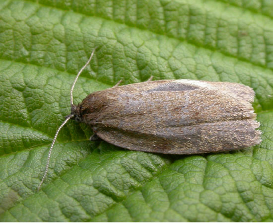 Aphelia viburnana - Catalogue of the Lepidoptera of Belgium